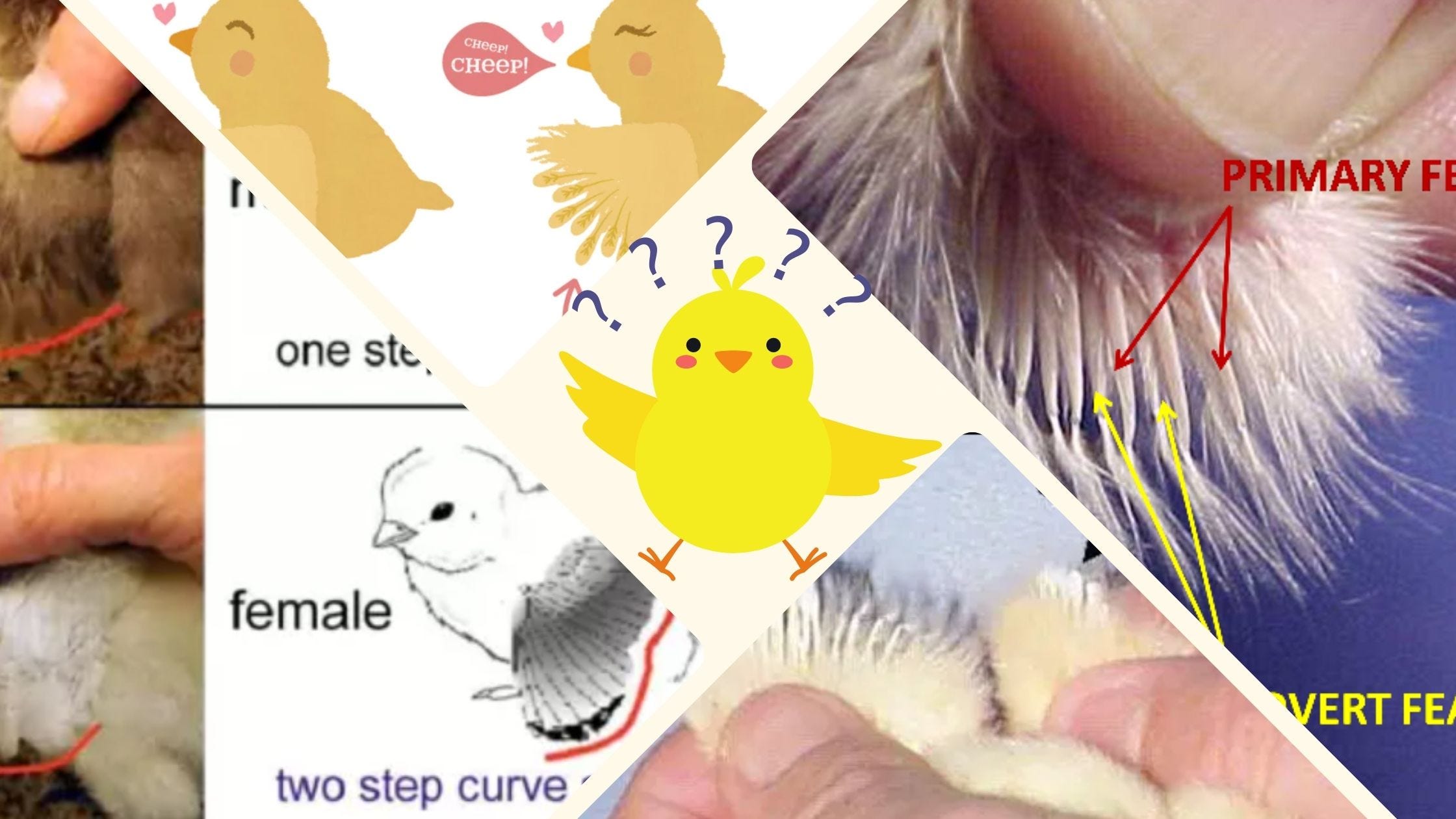 Sex-linked breeding in poultry - Part 3 - by Fiona