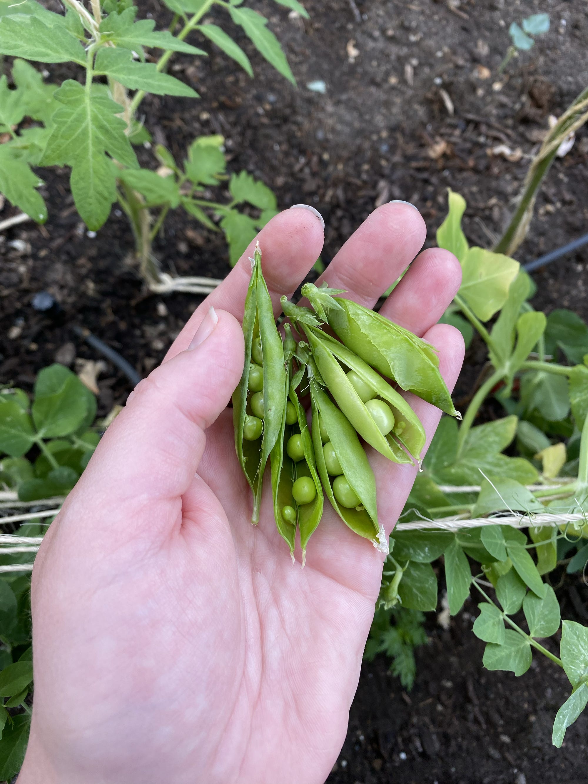 Growing Peas at the End of the World - by Caroline