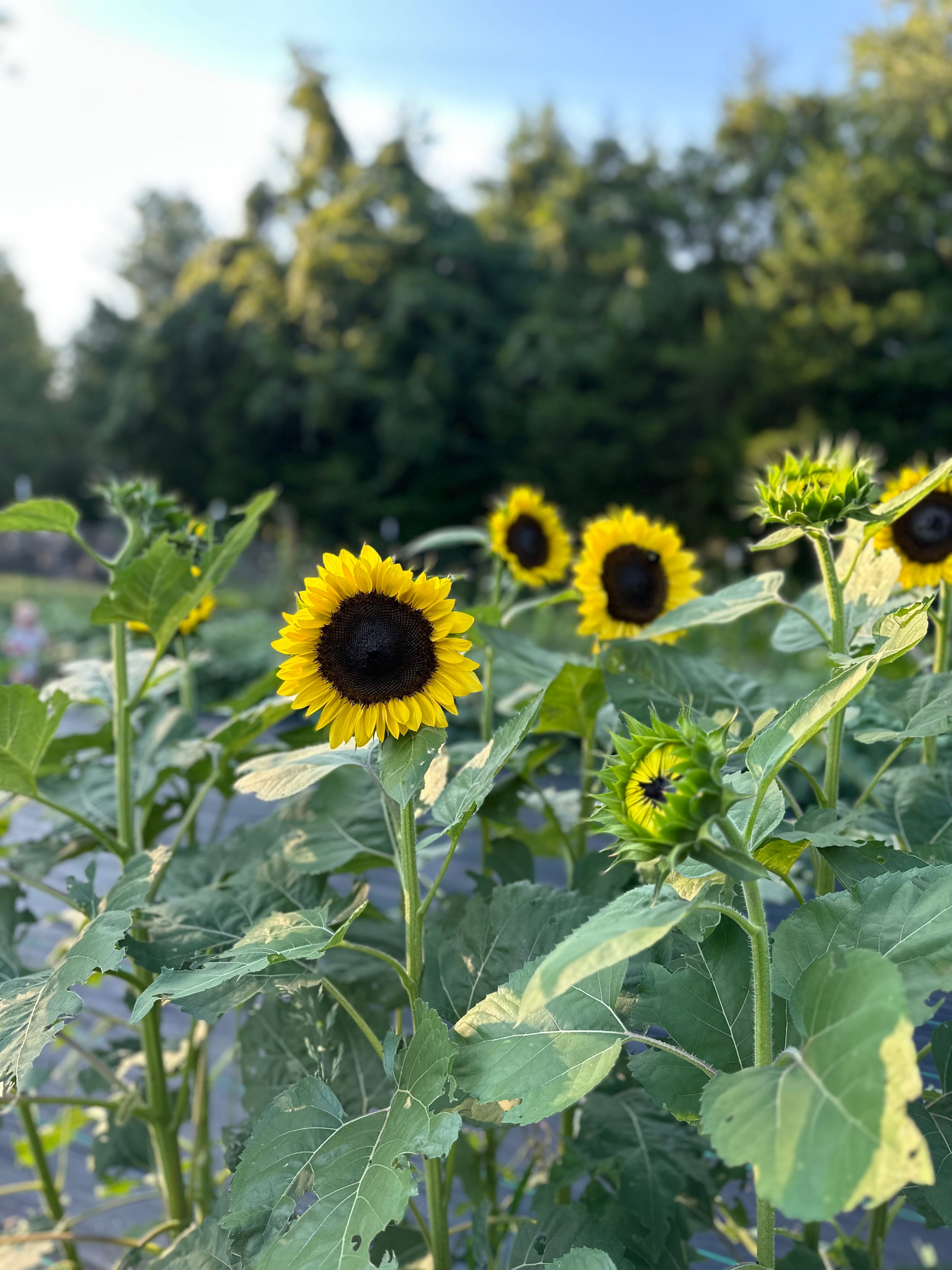 The Joseph Mantle & Impending "Famine"