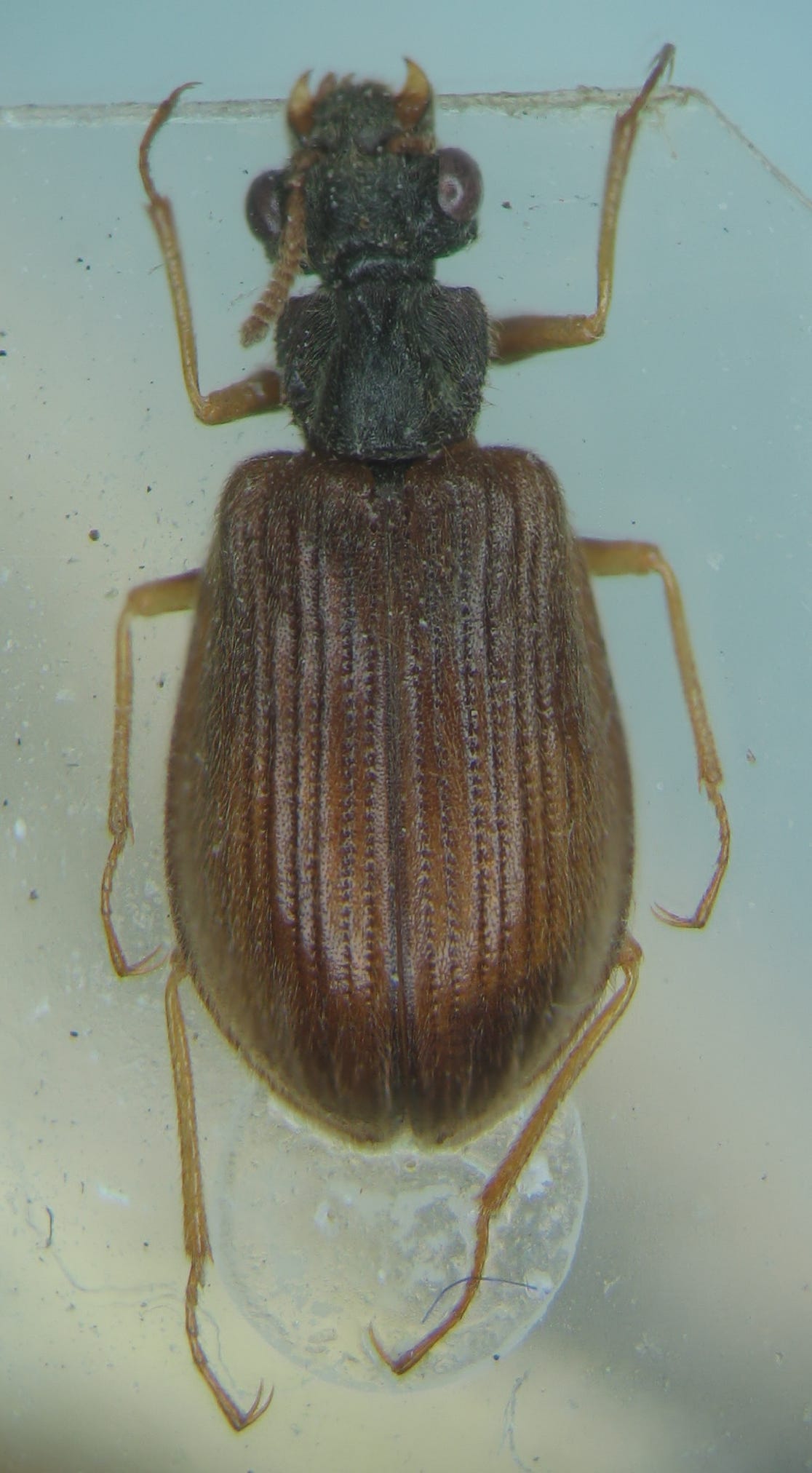 The world's rarest beetle: an entomological mystery
