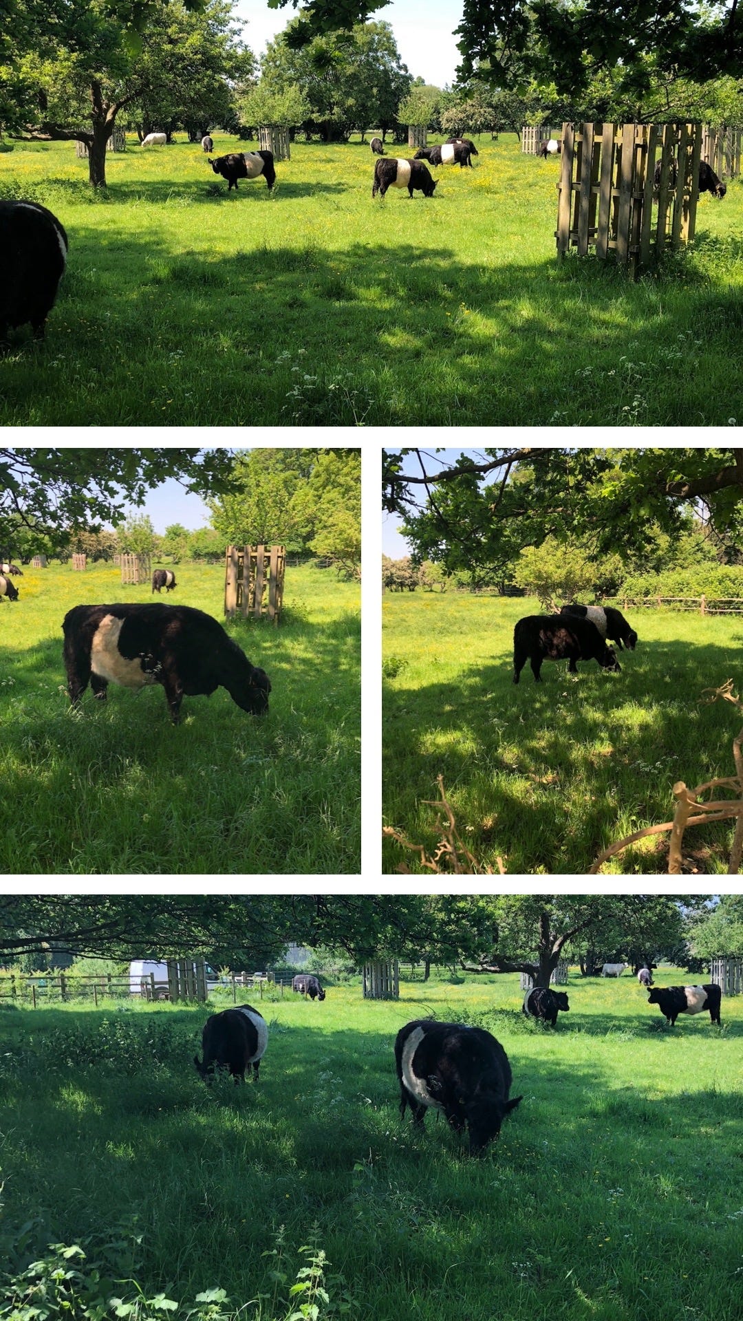 May - by Judith - Scrumptious Seasons