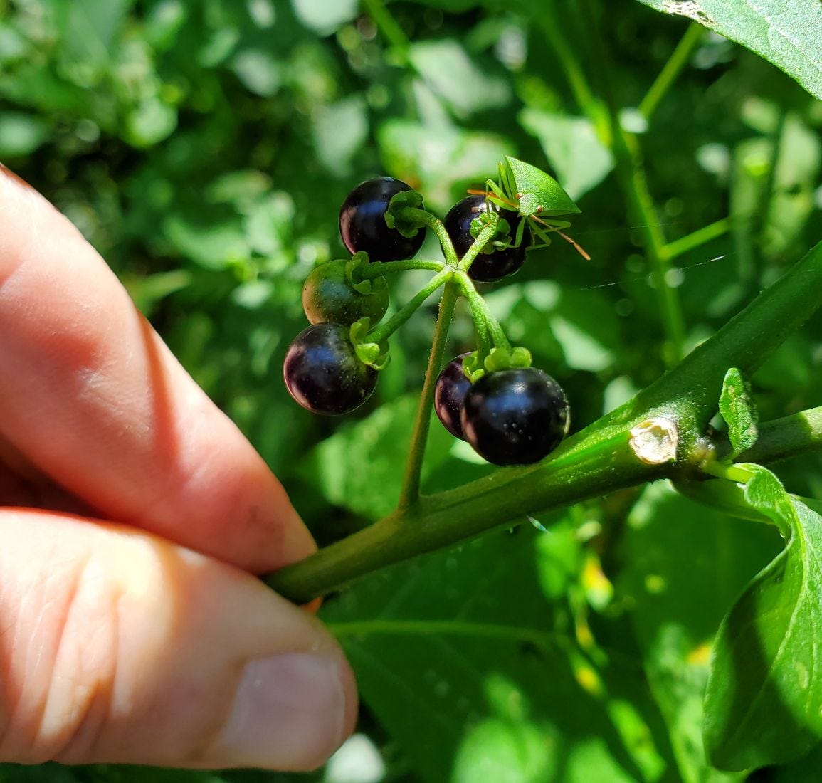 Blackberry Nightshade - by J.P. - Bush Food Forager