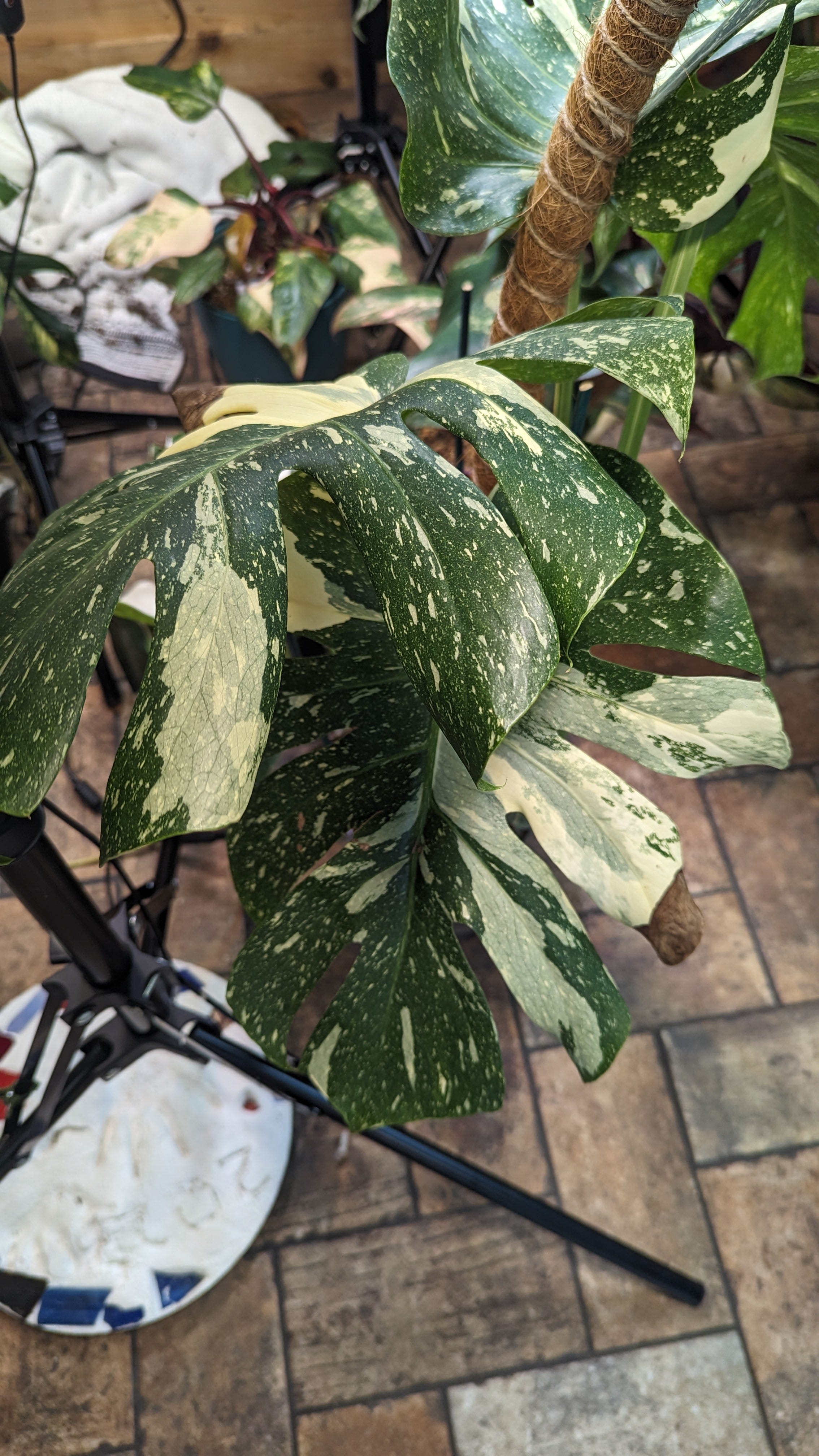 My favorite super-easy plants - by Zawn Villines