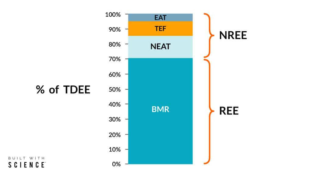 The 4 components of energy expenditure and how it can help with weight ...
