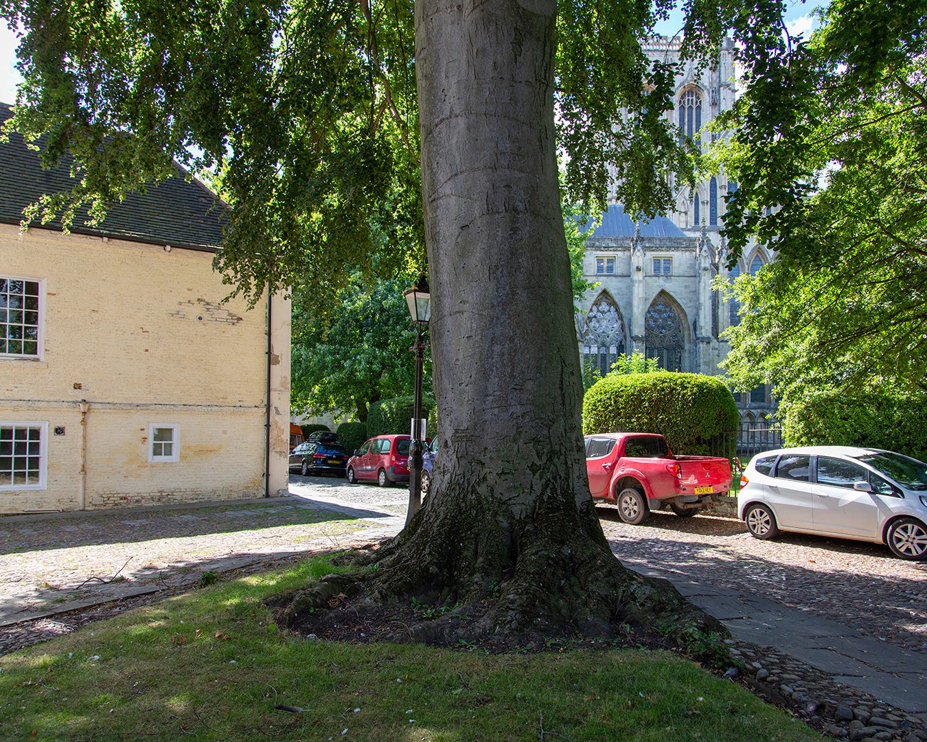 12. Minster Yard Beech - by Paul Wood - The Street Tree