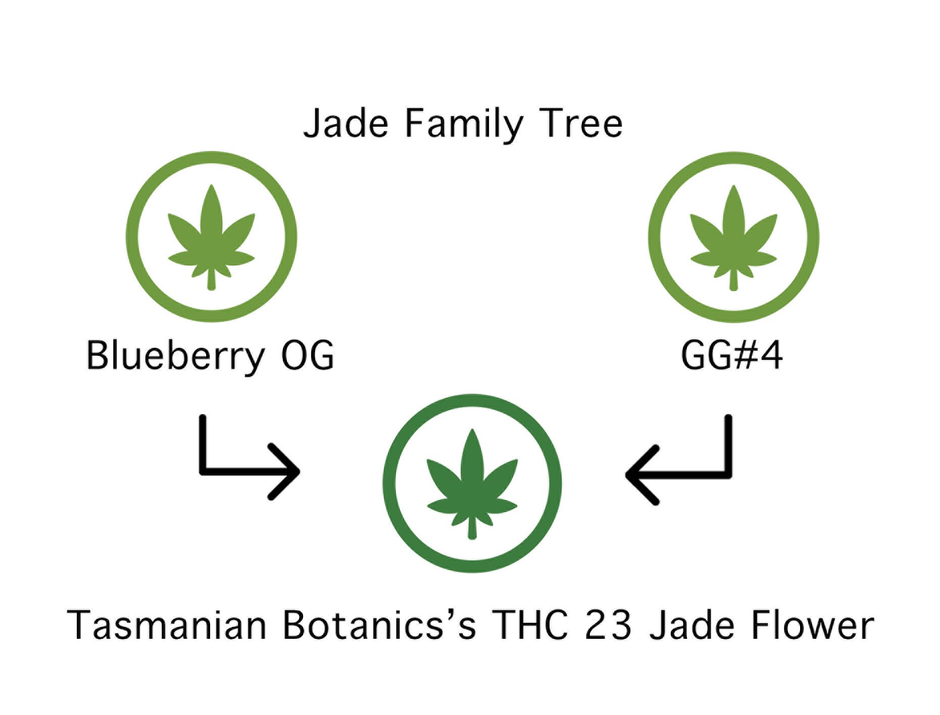 Tasmanian Botanics’s THC 23 Jade Flower Review | AusCannaReviews