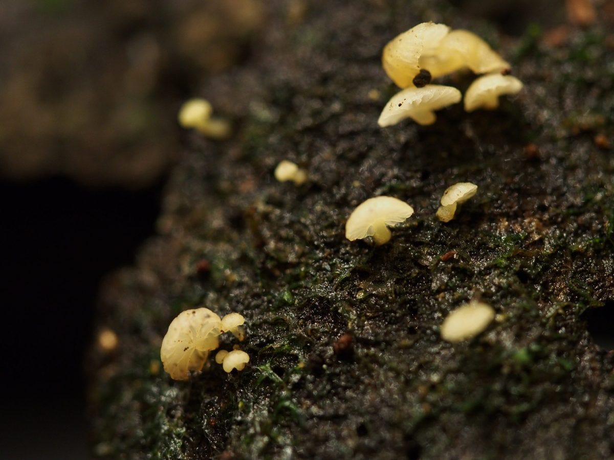 How to Capture Bioluminescent Mushroom Photos: A Comprehensive Guide