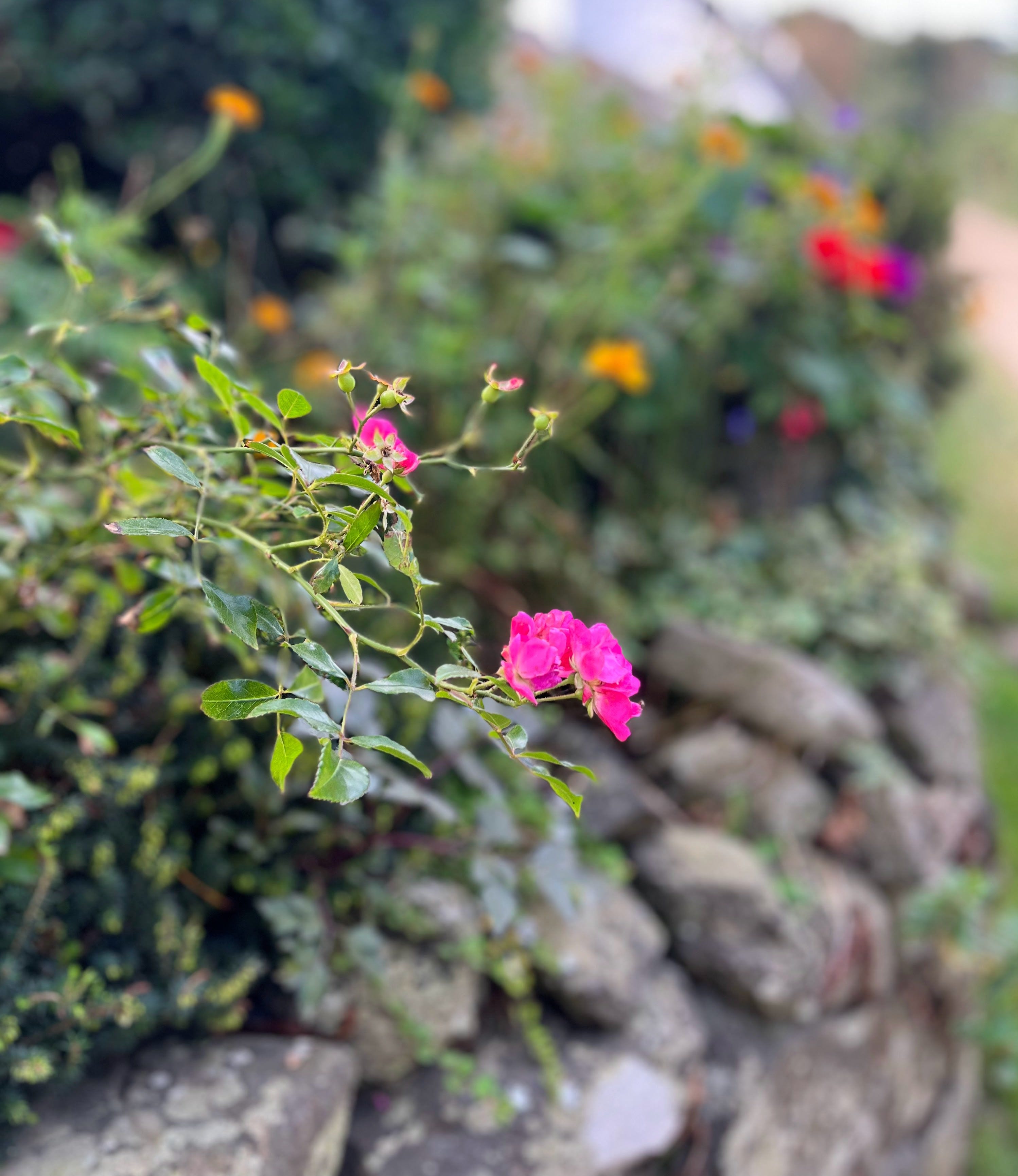 #193: More Pics from the Road - Kate McDermott's Newsletter