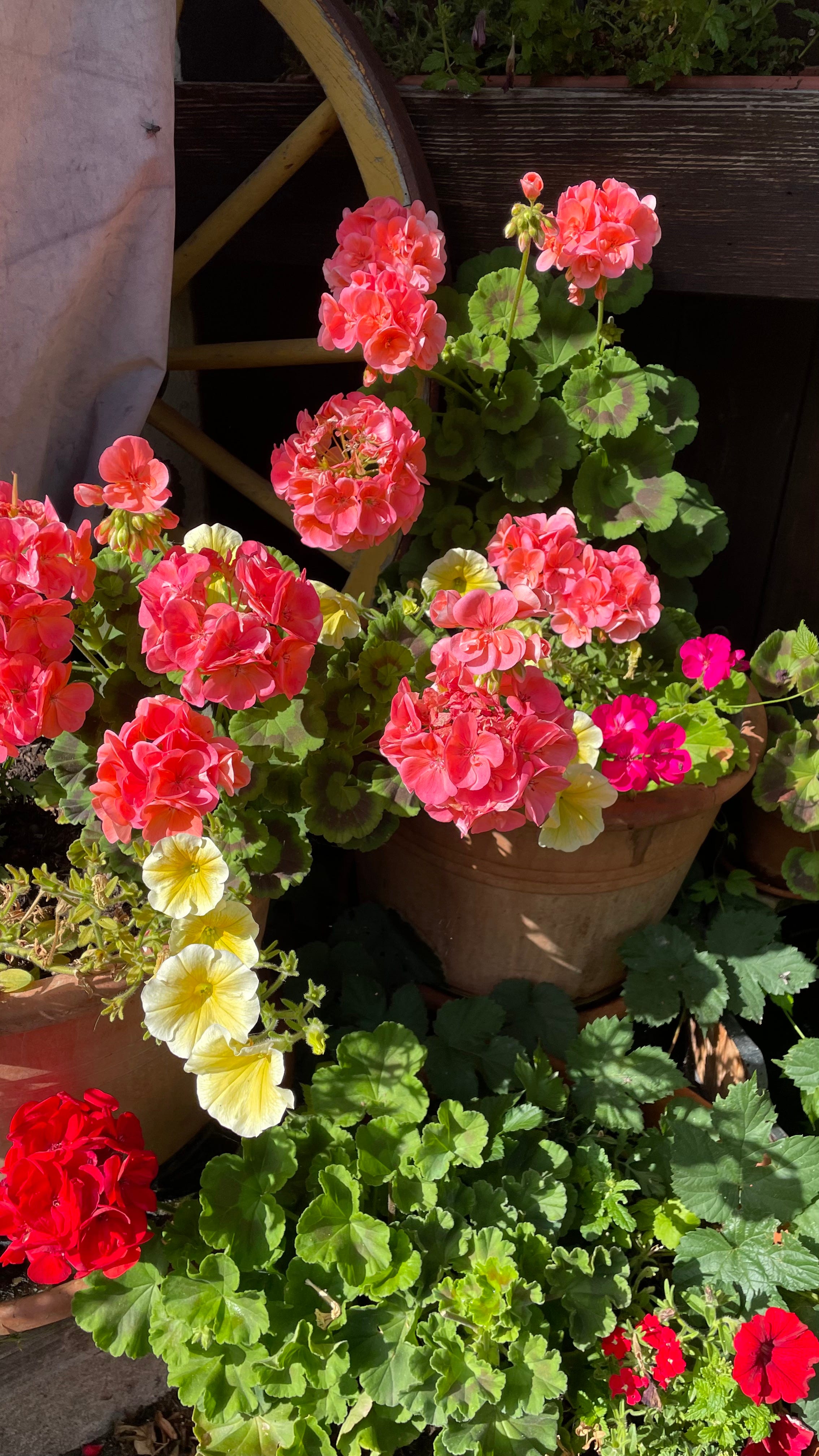 Spiders, snakes & flies, oh my - by Christine Ouendag