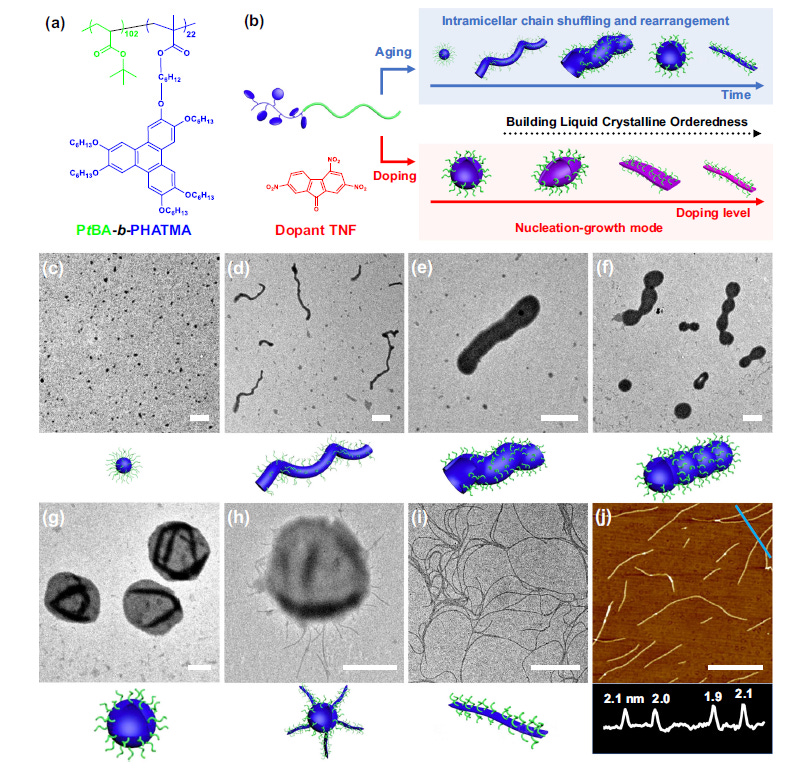 Darkfield Live Blood Microscopy Of A Discoid Mesogen Self Assembly ...