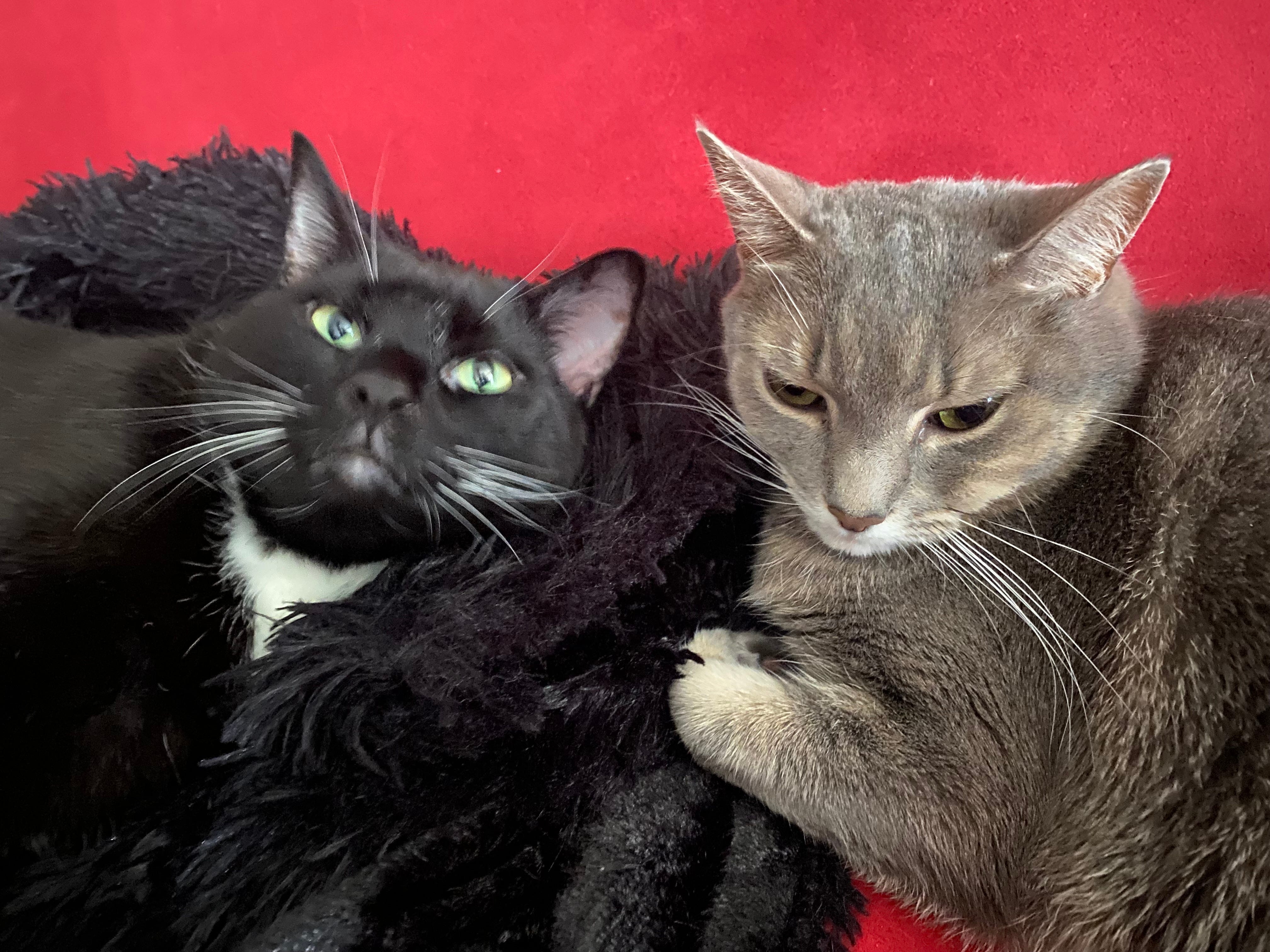 46. The Week in Me - by Tara Giancaspro