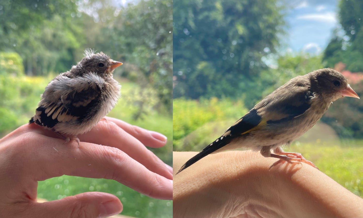 flashes of gold - by Chloe Hope - Death & Birds