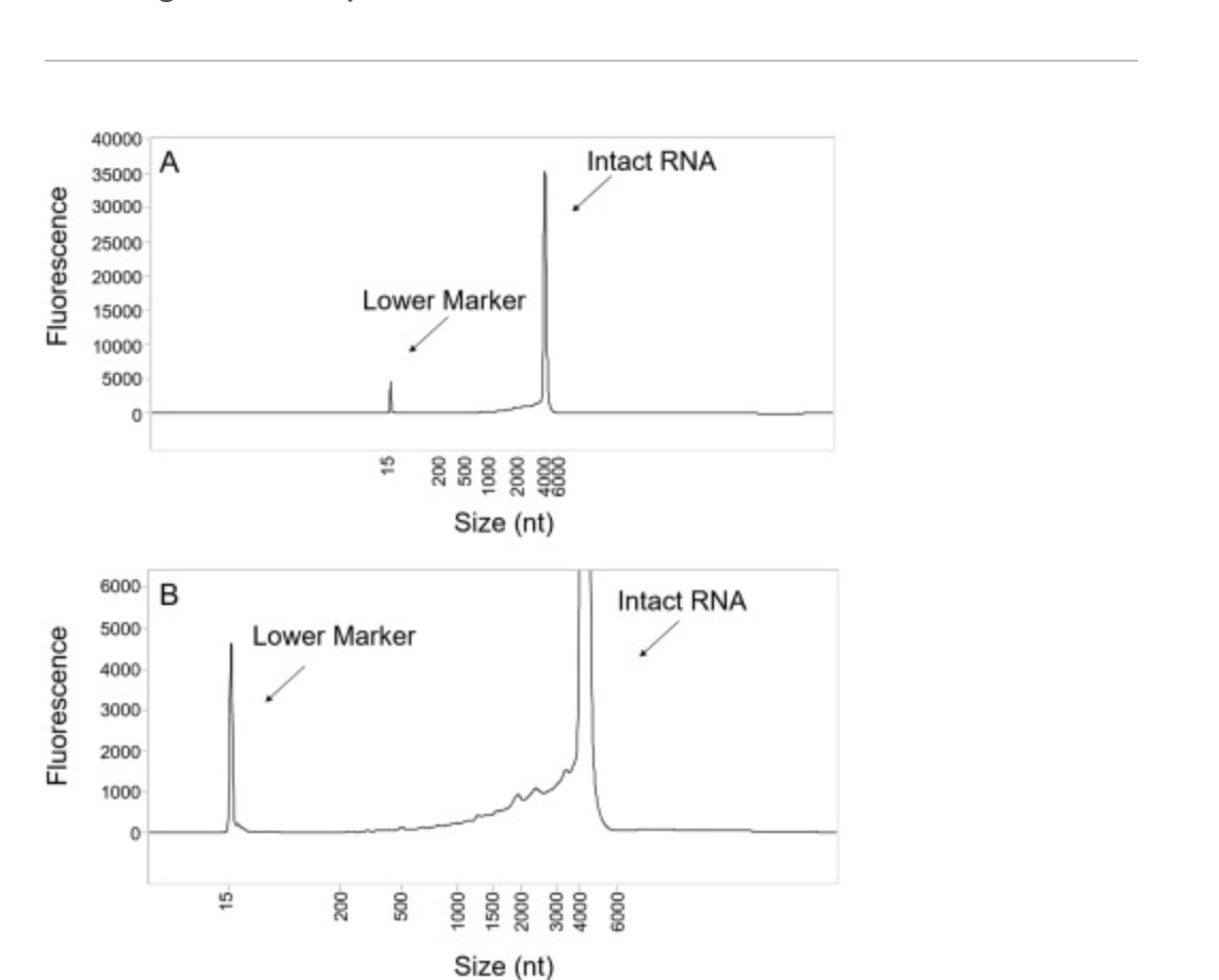 Deep sequencing of the Moderna and Pfizer bivalent vaccines identifies ...
