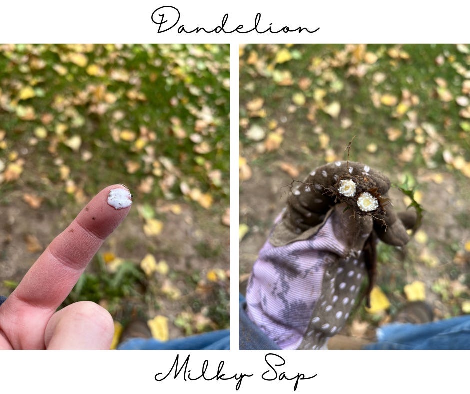 The Unexpected Benefits of Dandelion - by Kendra Meador