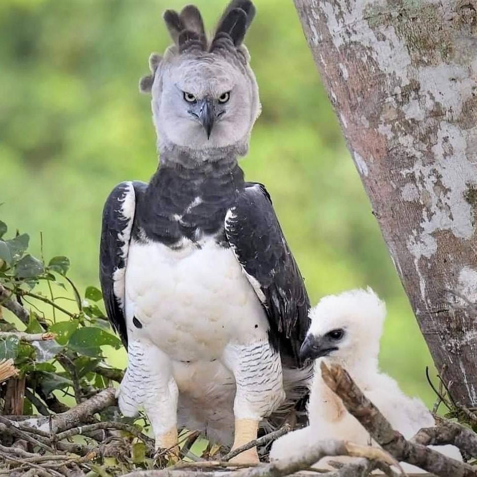Harpy Eagle - by Jennifer Shamel and Moises Z