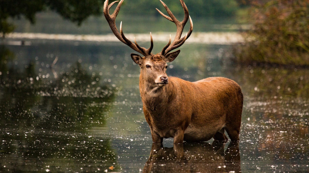 The brutal reality of stag hunting - by Charlie Moores
