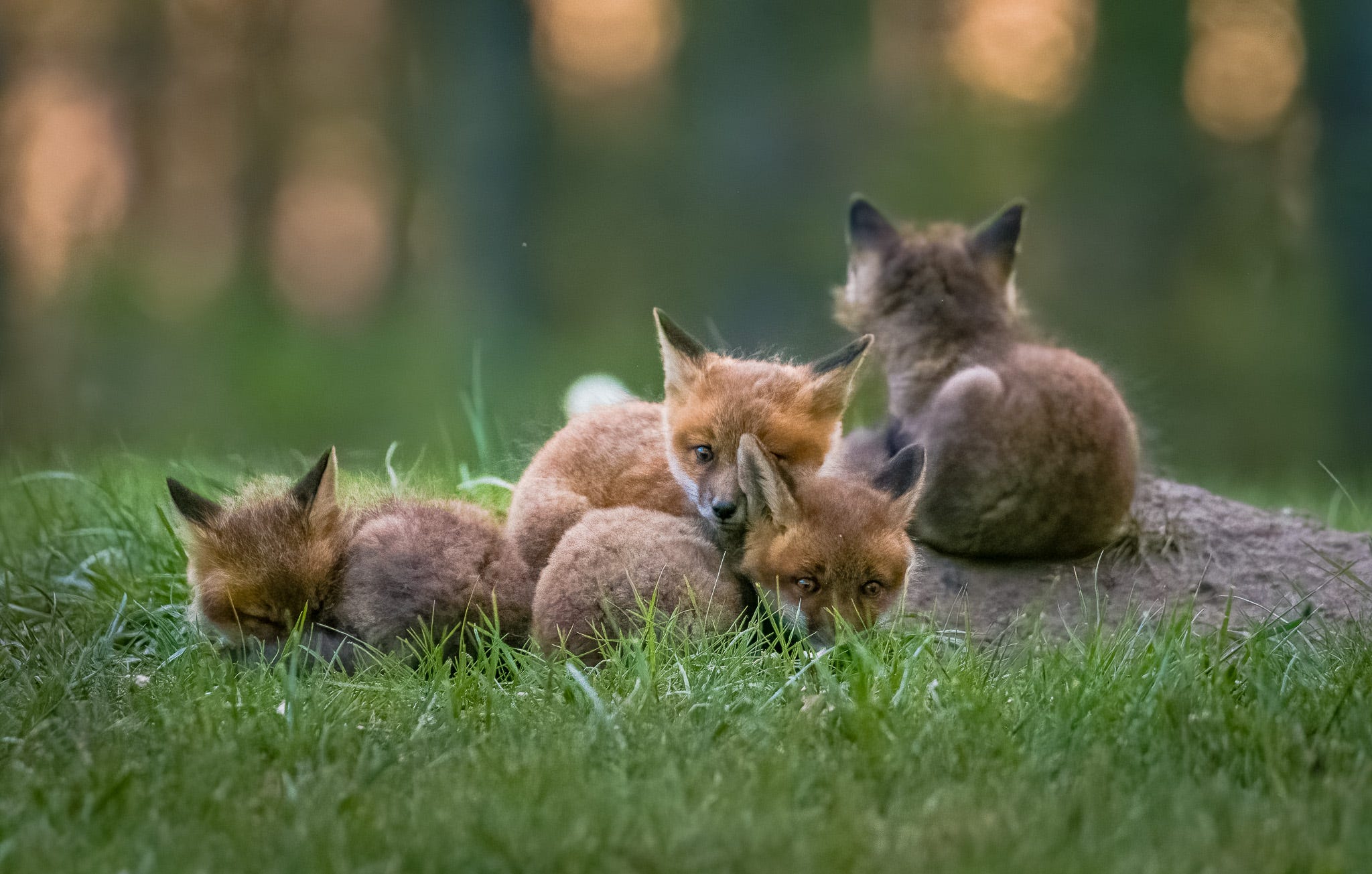 The Most Selfish Species - by Hoarse Whisperer