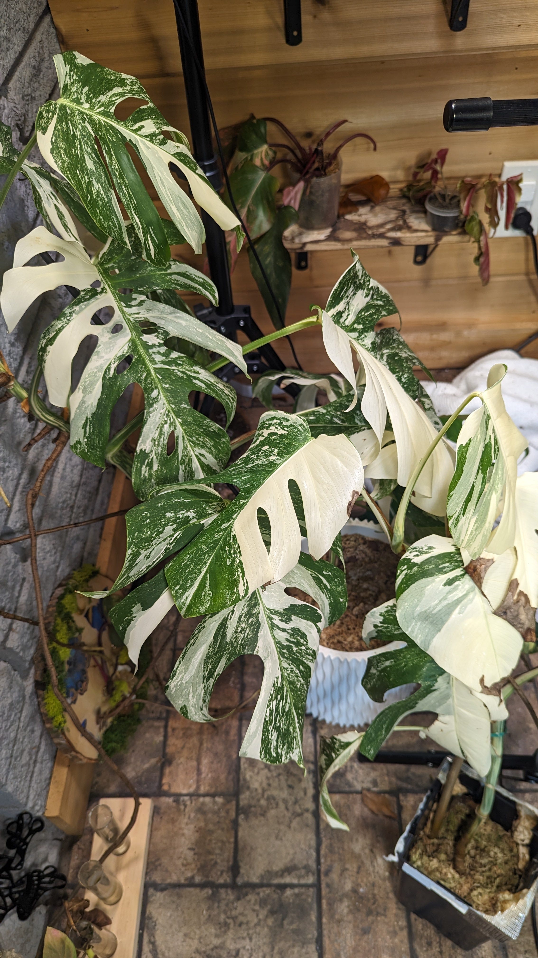 My favorite super-easy plants - by Zawn Villines