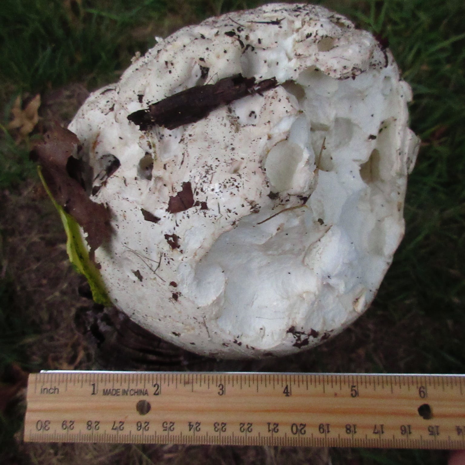 Baby Mushroom Skull Hunting - by Elliot Lessing