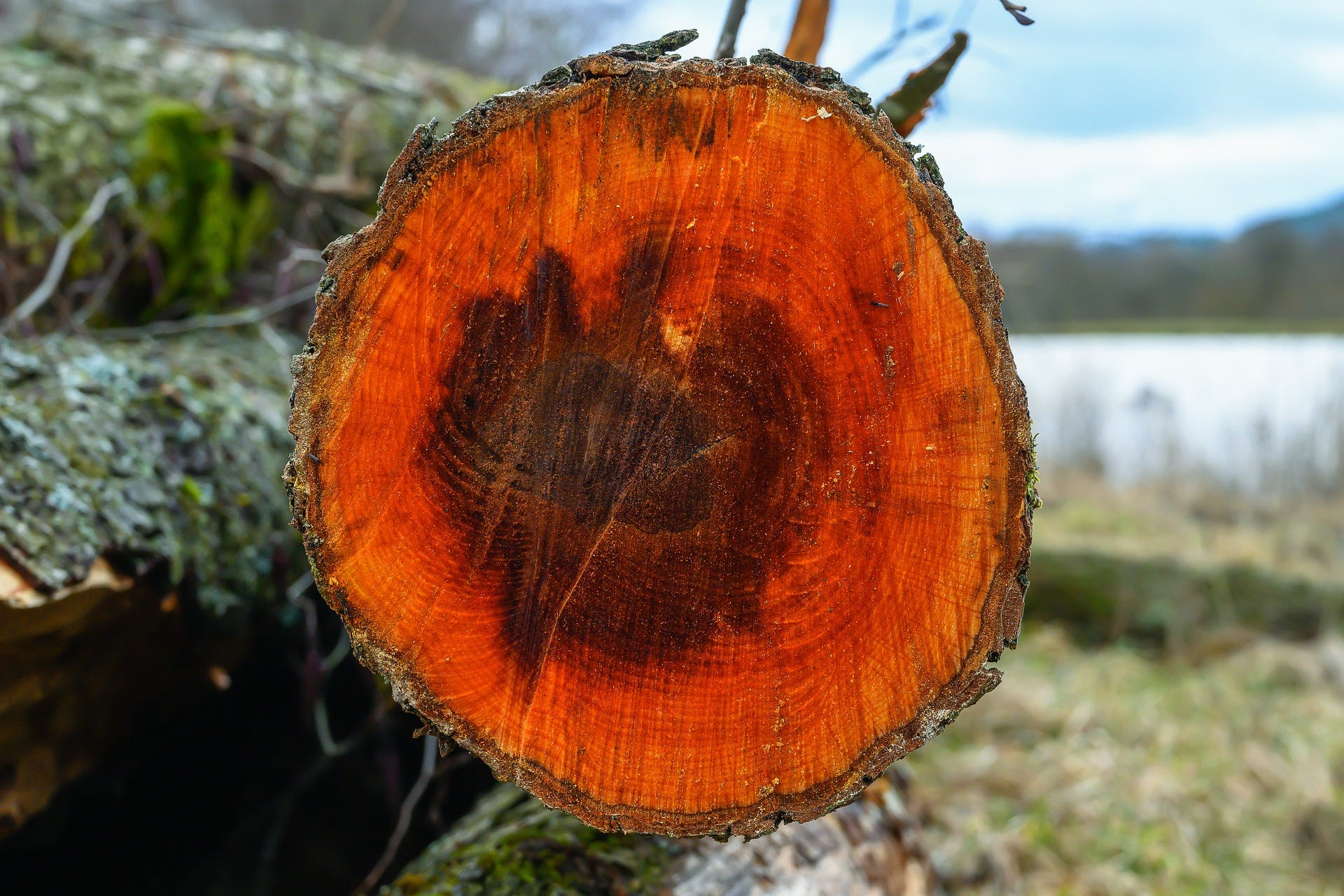 Alder and The Celtic Tree Calendar - by Amanda Claire Vesty
