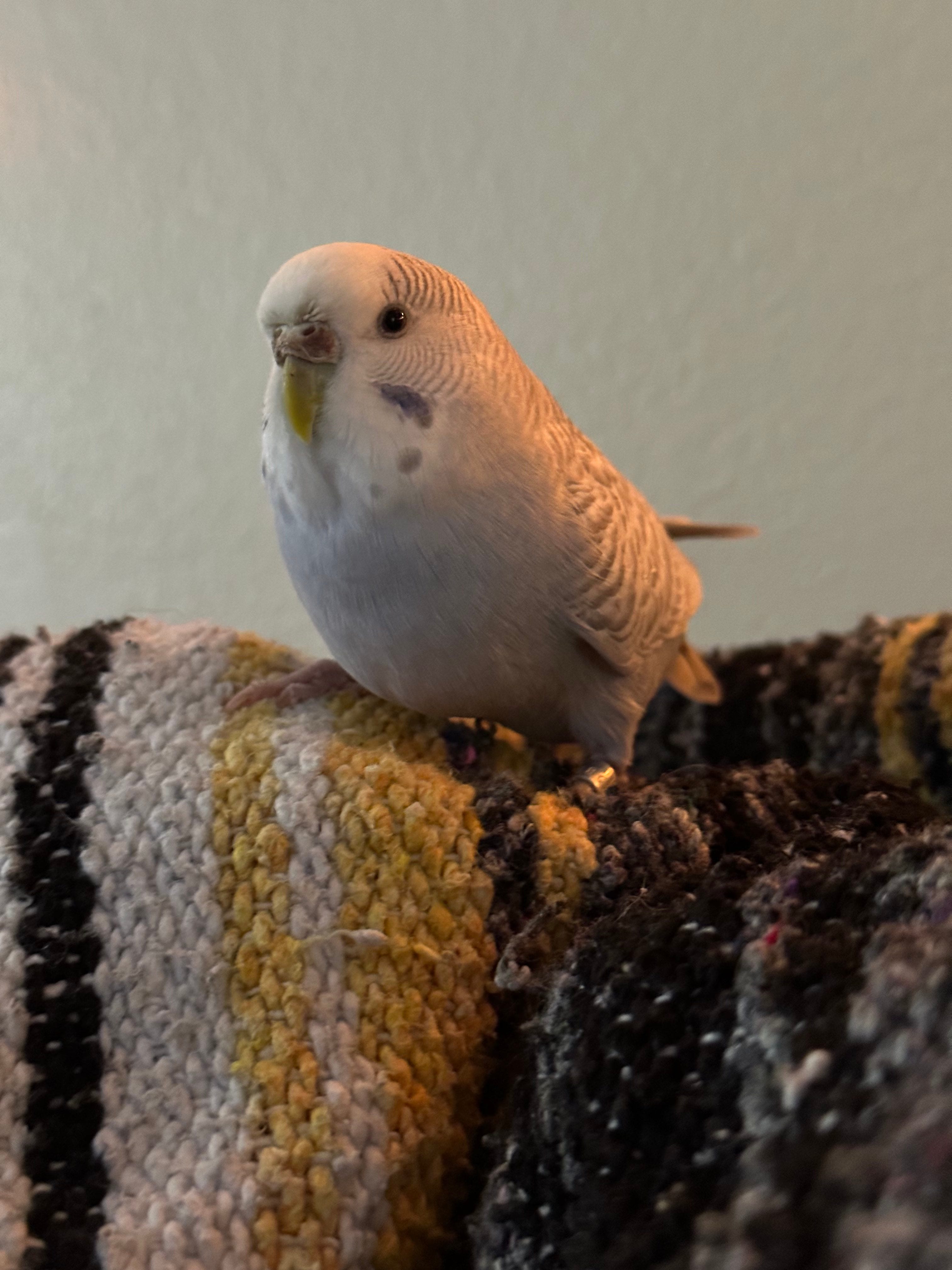 Eulogy for the cloud bird - by Drew Atkins