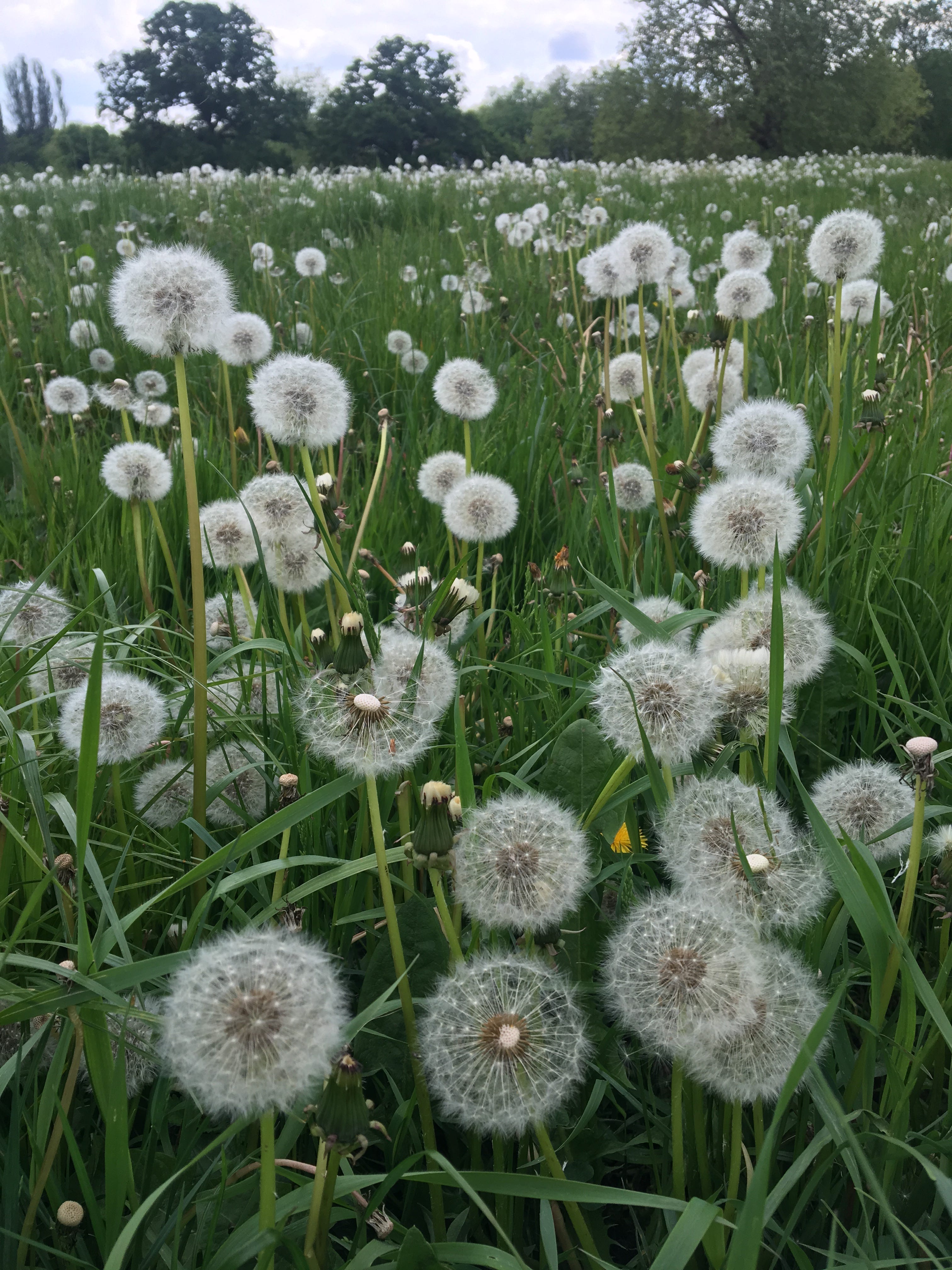 How to weed - by Ruth