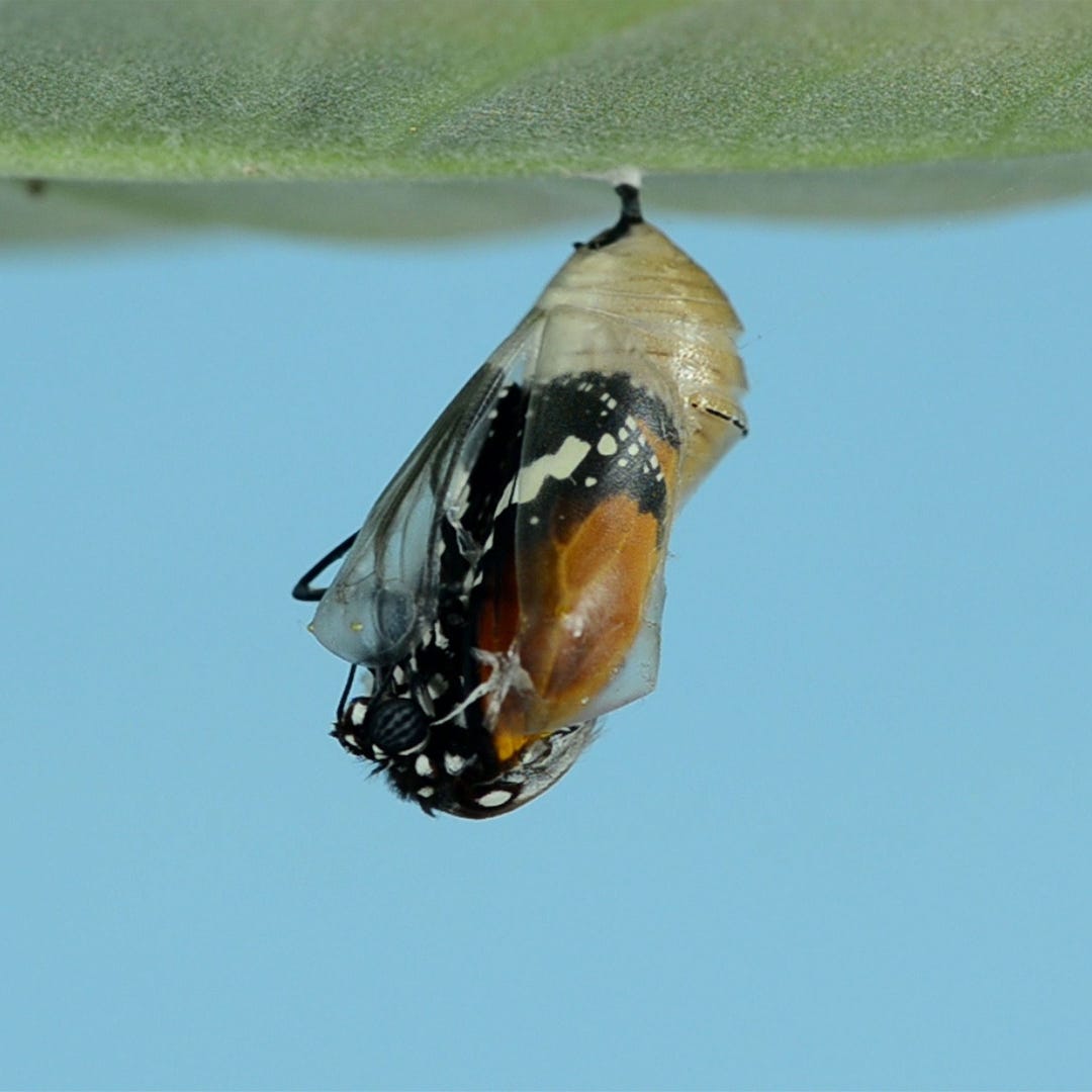 Transformation - by Roger Vest