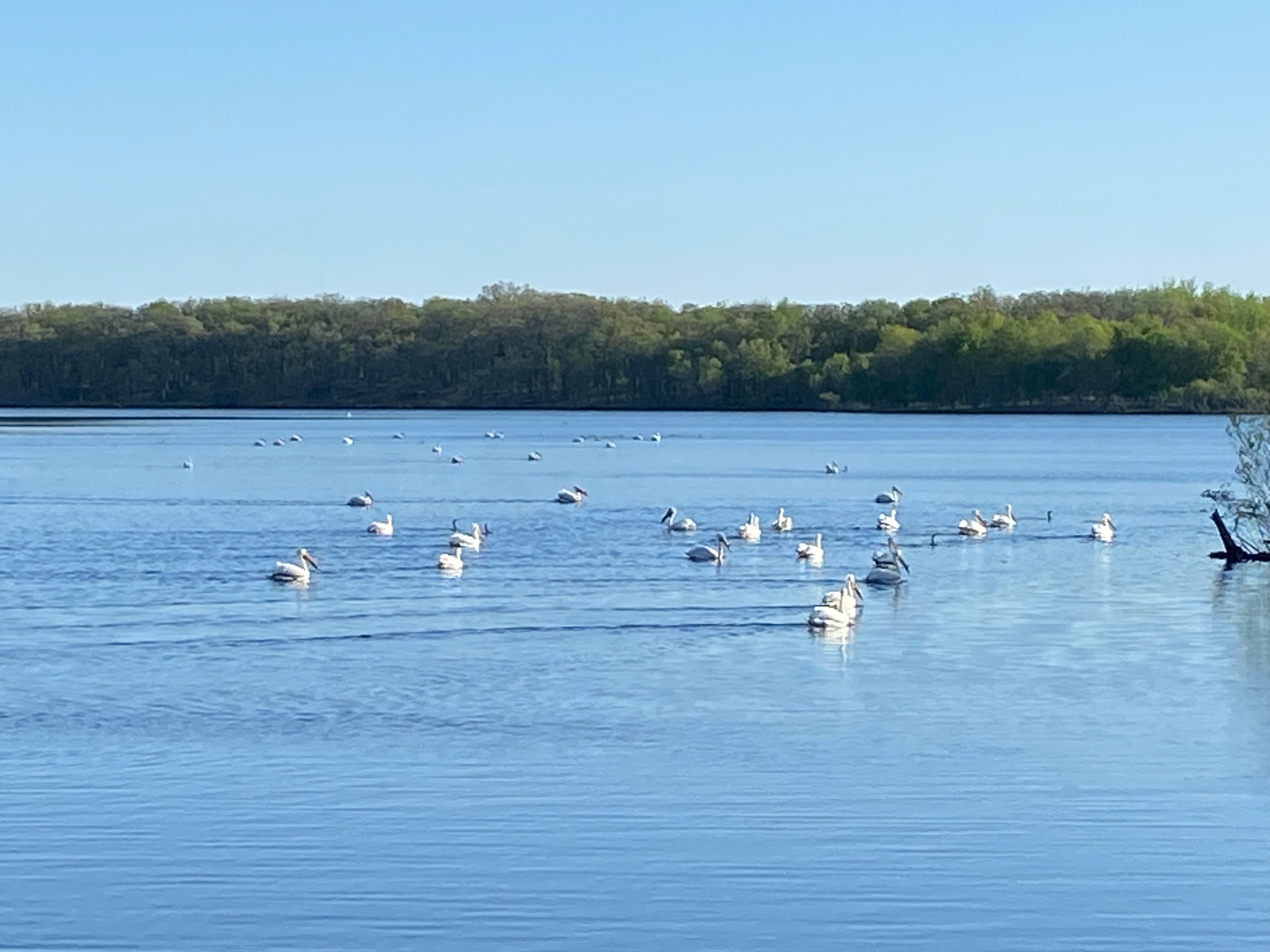 Pelicans, Warblers, and Herons, Oh My - by Heidi Wachter