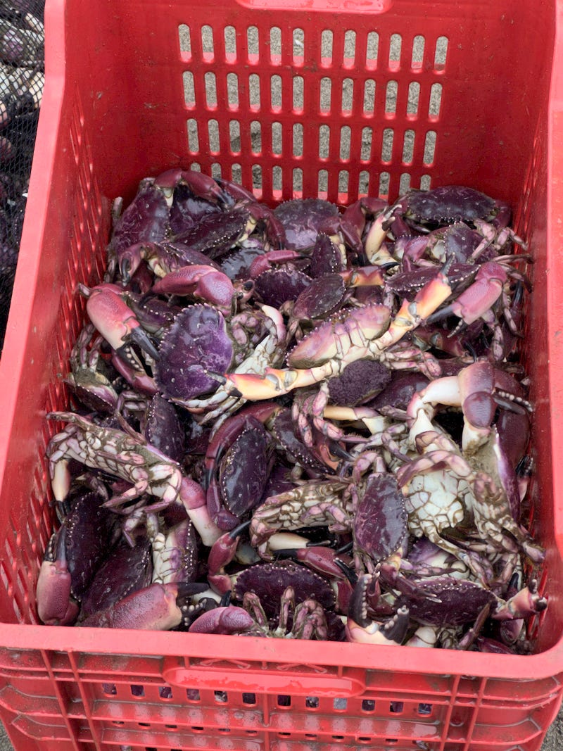 Cangrejo Reventado: A Peruvian Crab Dish From Huanchaco