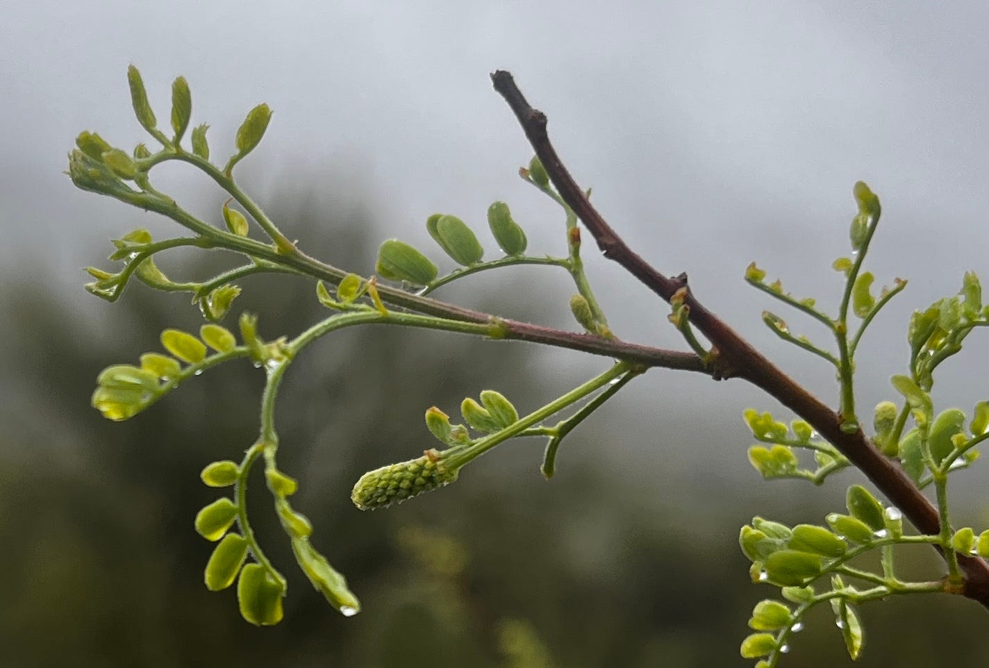 New Episodes & Platform - by Junko Nagao