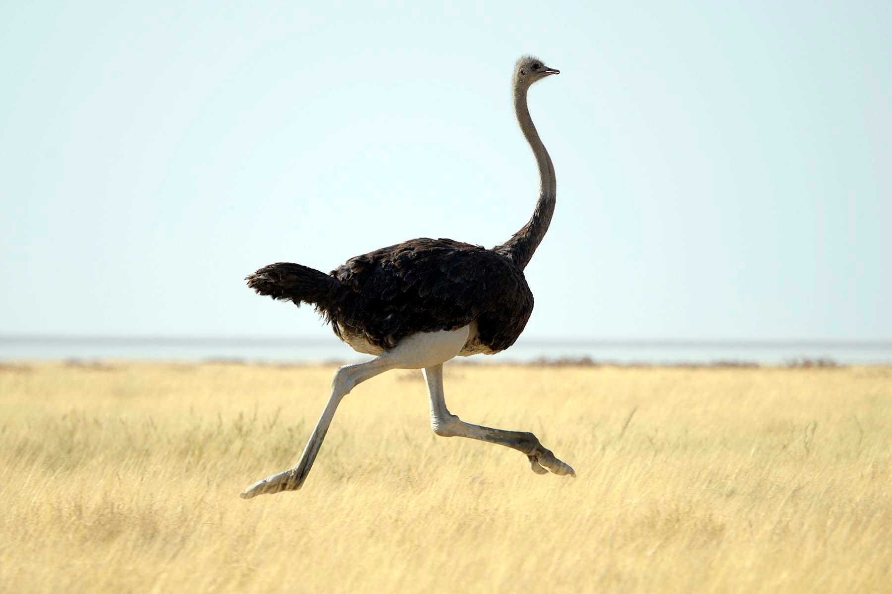 Did you know that ostriches are the only bird with 2 toes on each foot?