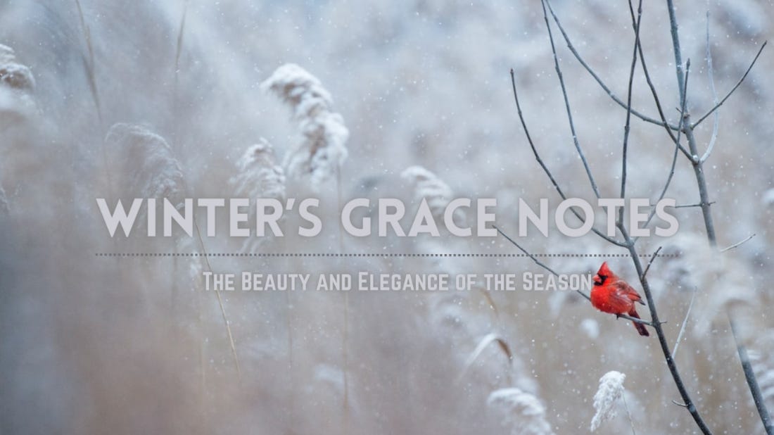 Winter’s Grace Notes - by Caro Henry