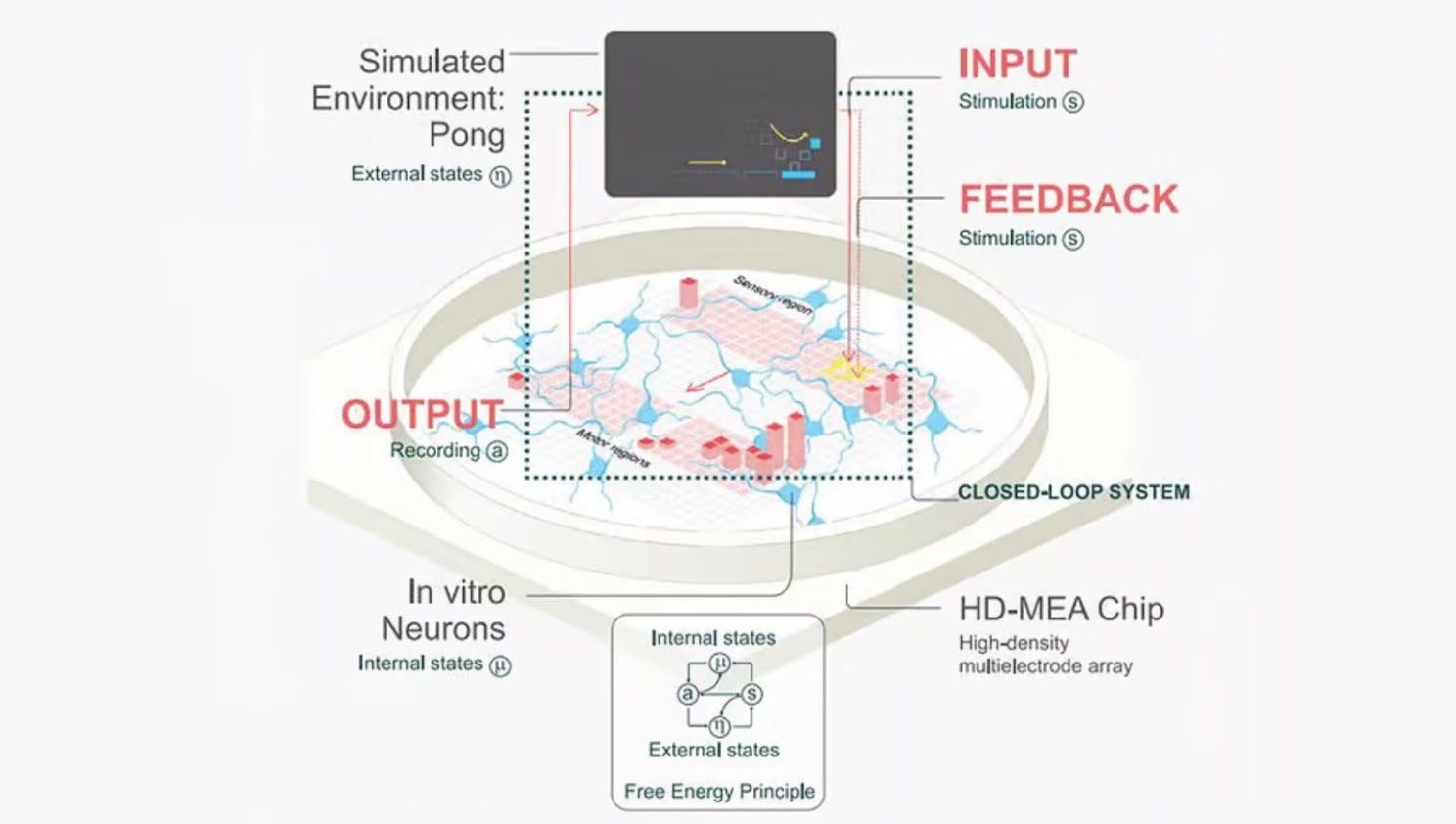 Tech in Bio Recap: Organoid Intelligence; AI Platforms; Biocomputing ...