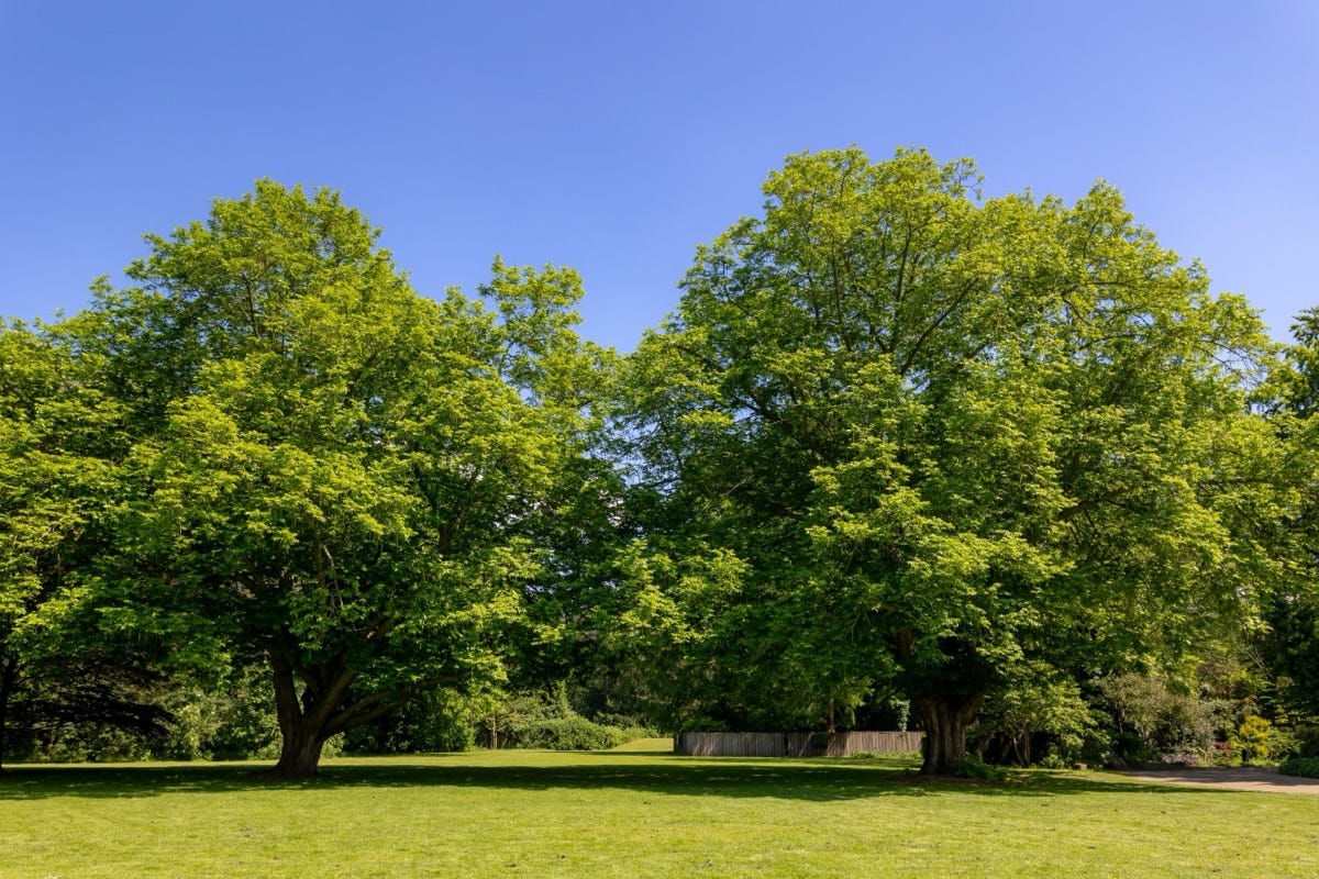 The Lorax is out of a job: Trump chops nationwide tree-planting program ...