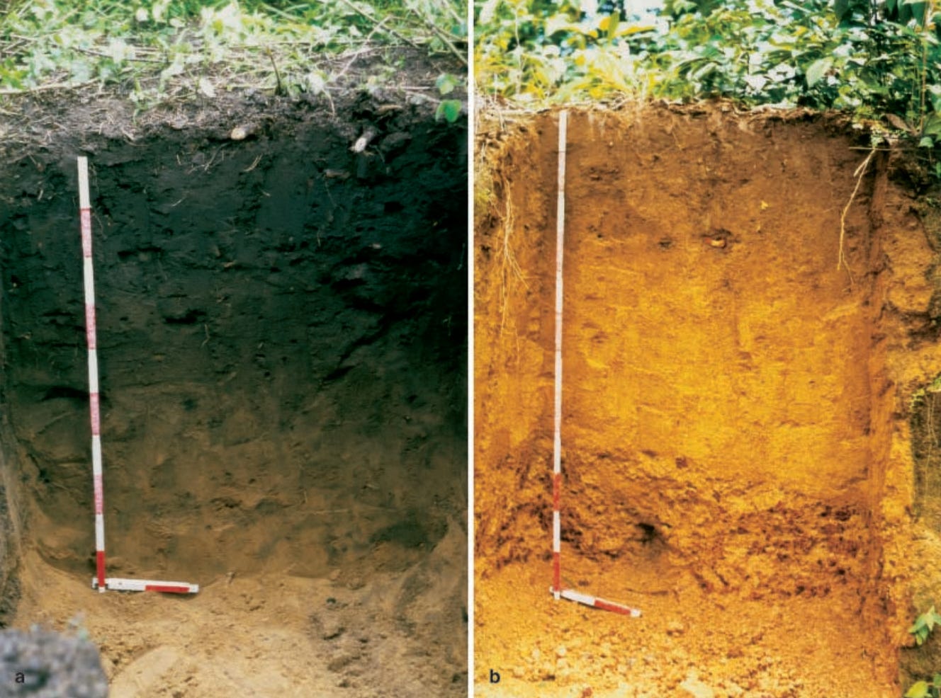 Biochar: ¿Solución climática efectiva?