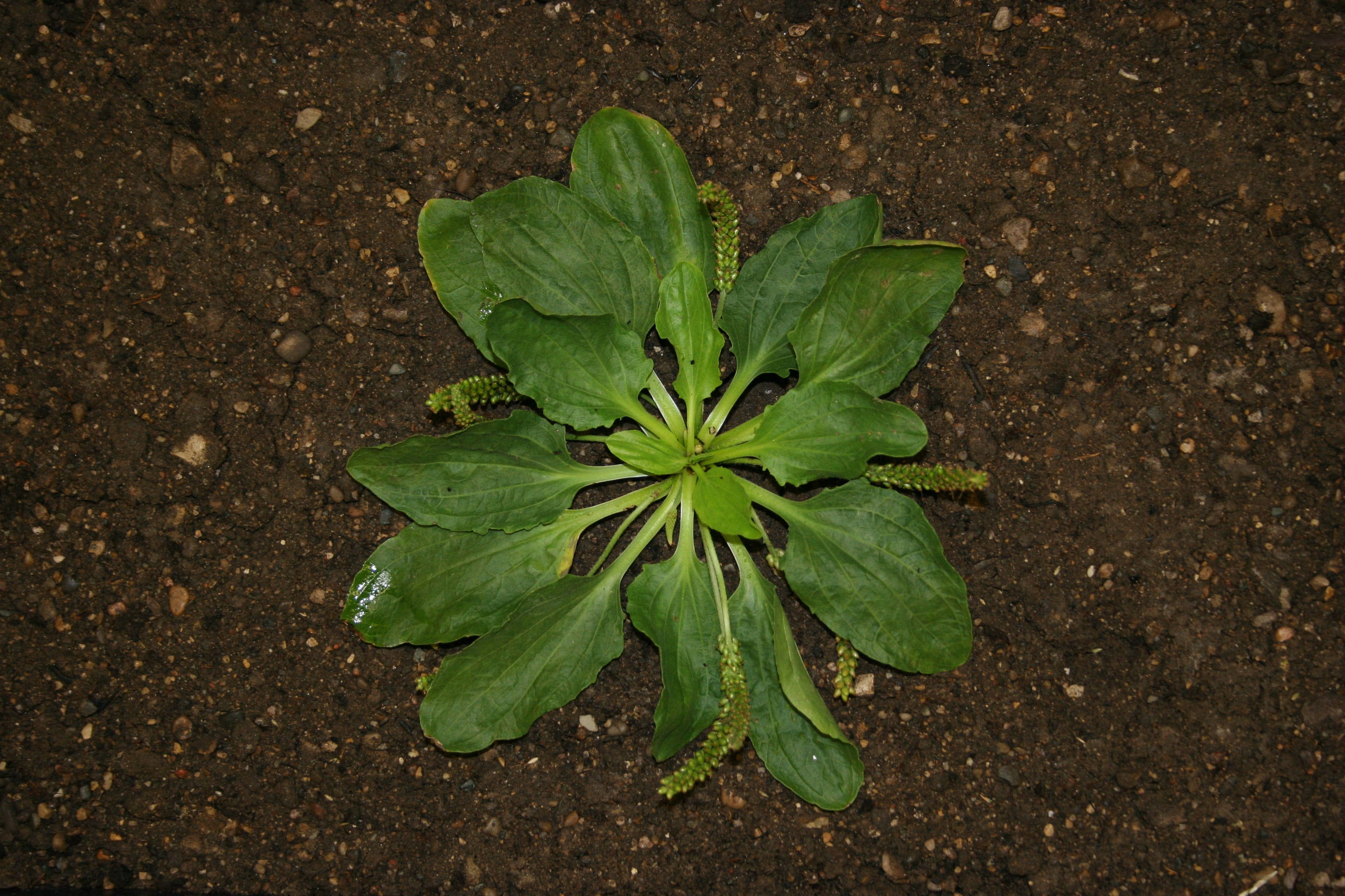 Plantain (Plantago major): Healing Benefits, History, and How to Use ...