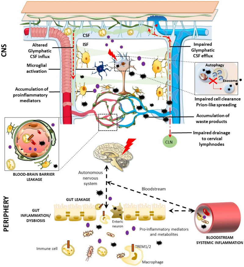 The brain's housekeeping - Glymphatic System - by Moriarty