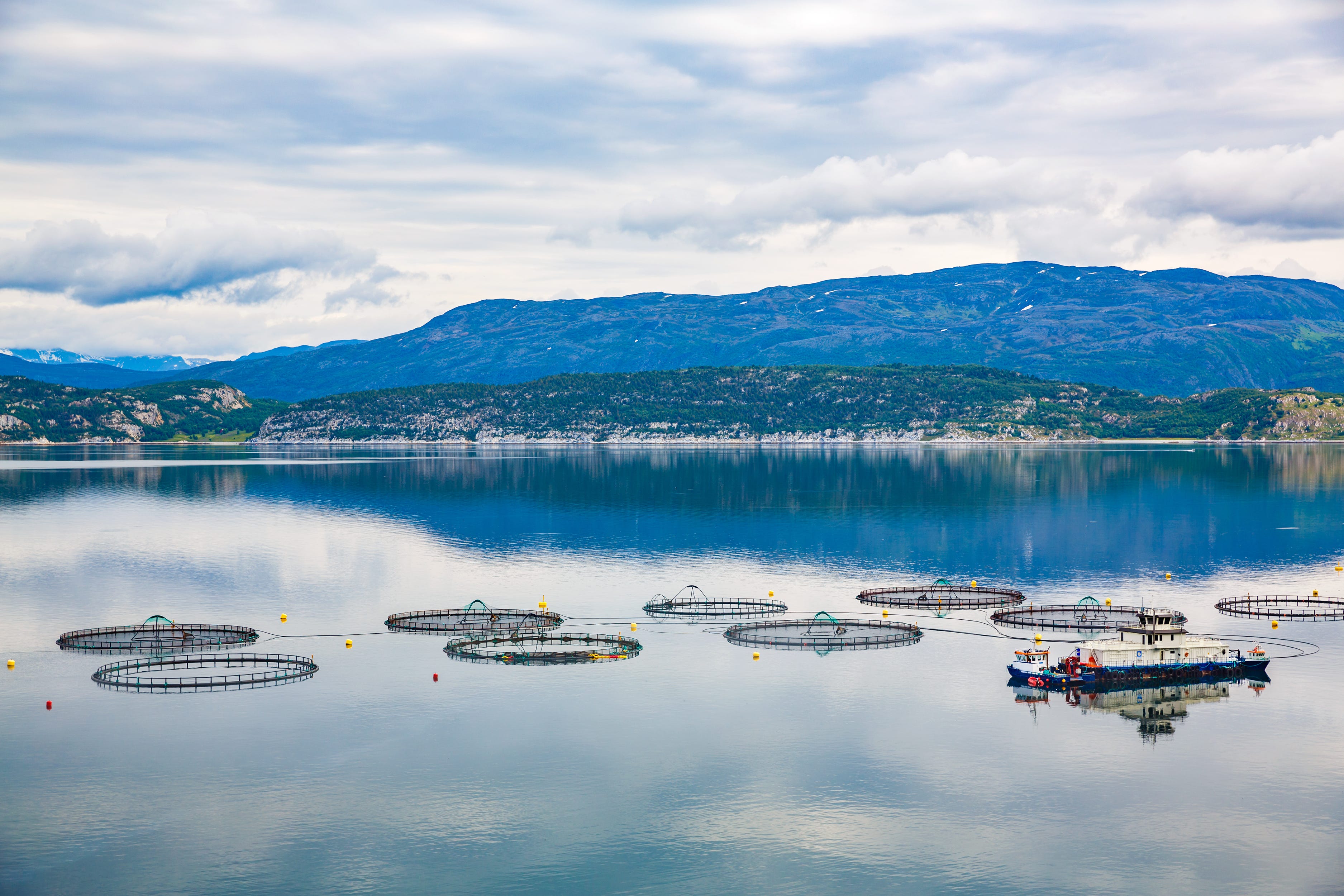 How to Embrace Fish Farming - by David Neimanis