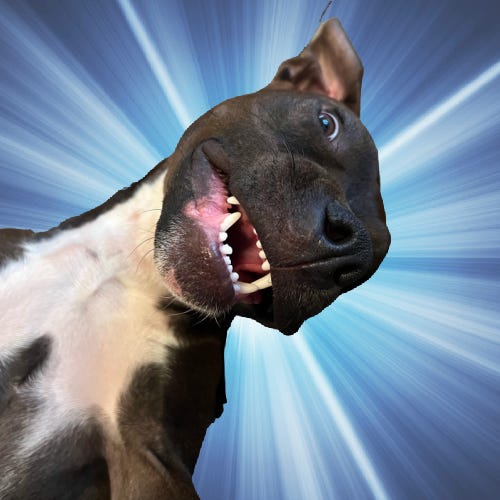 Ashley Hamilton | Substack