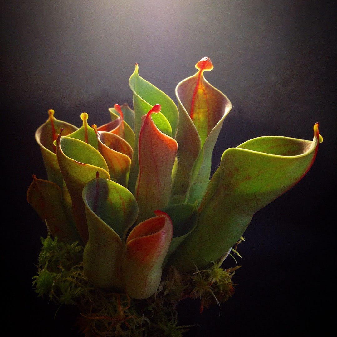 GROWING HELIAMPHORA - by Dan DiPietro - Carnivorous Journey