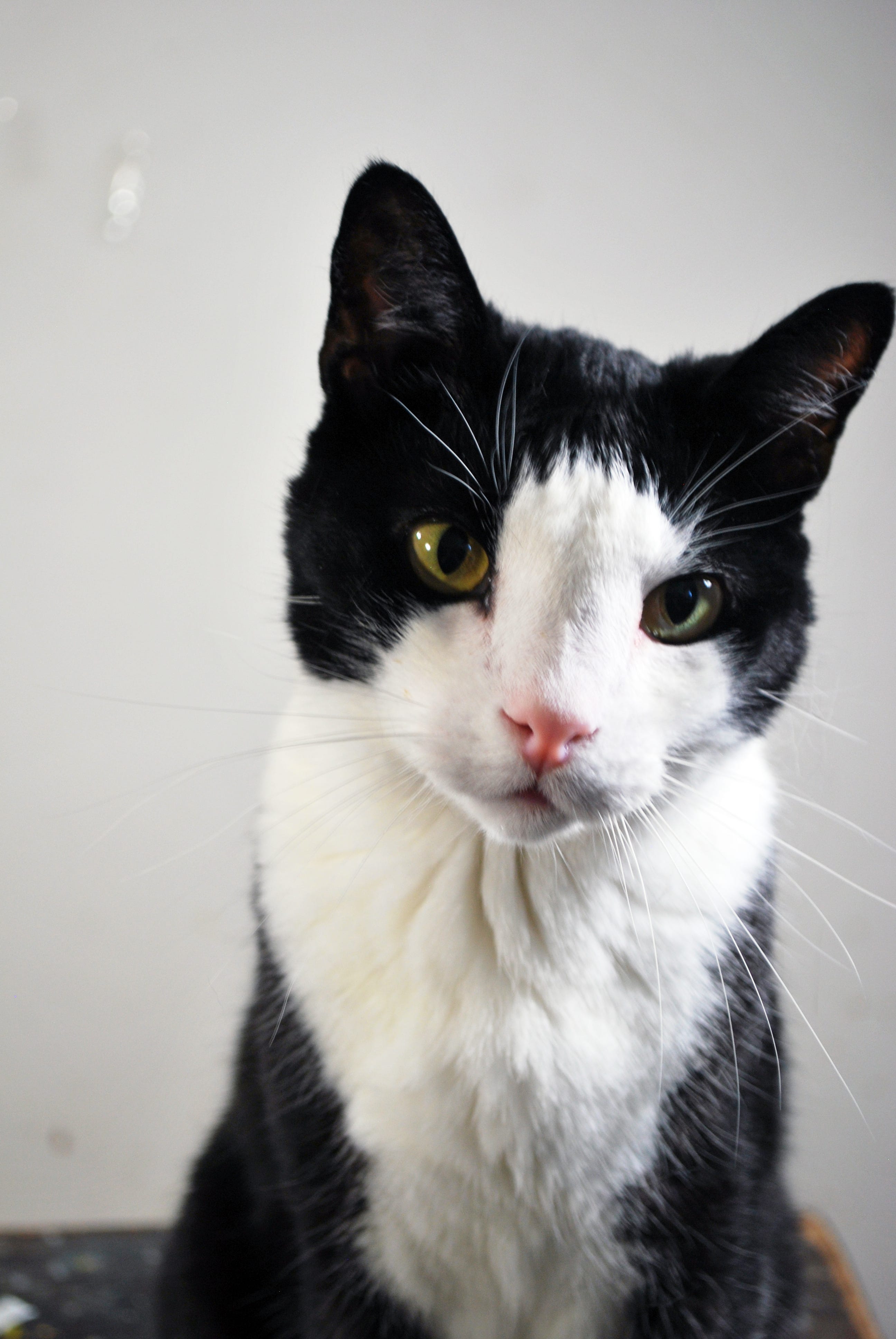 THE RETURN OF FABULOUS FELINE FRIDAY: FROM "BOOTS" TO "ROSCOE"