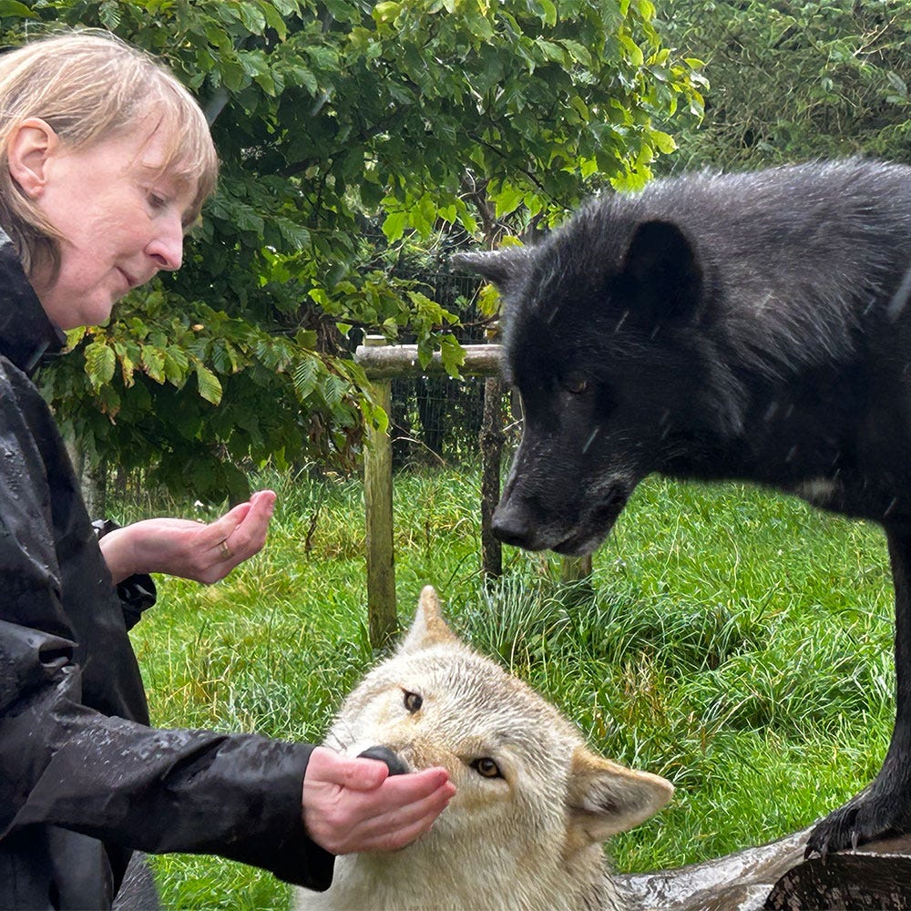 Ask me anything, with wolves