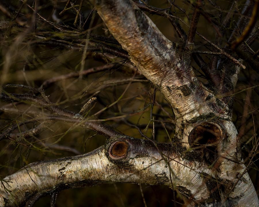 Seals in the Wood!!! - by Jon Gibbs - Jon’s Substack