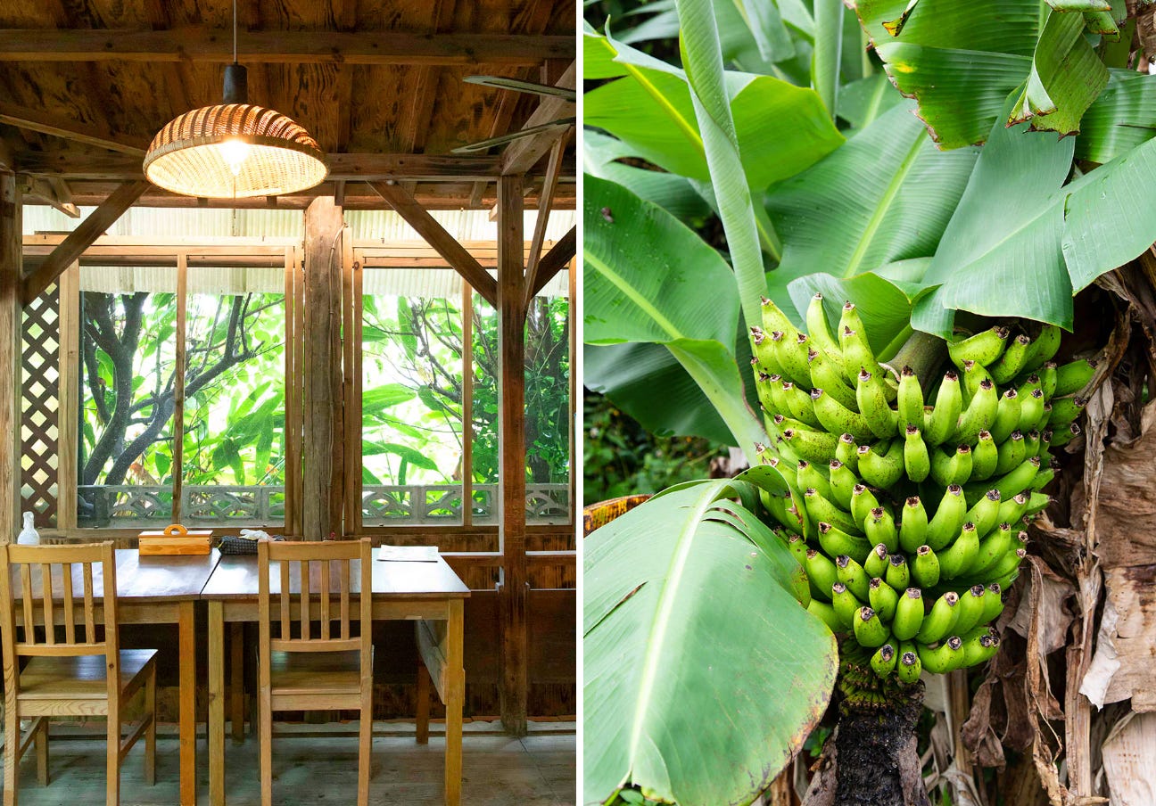 Discover the Blue Zone: Ogimi Village, Okinawa