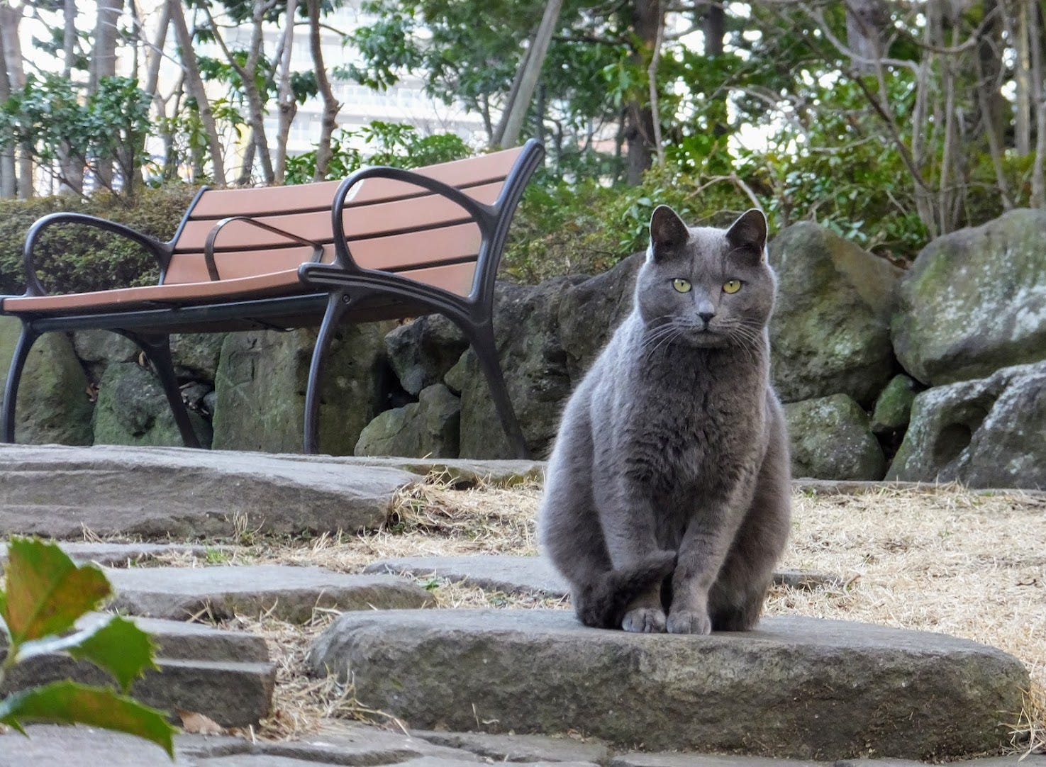 Stray Cats of Japan - by Bill Adler - Stray Cats of Japan
