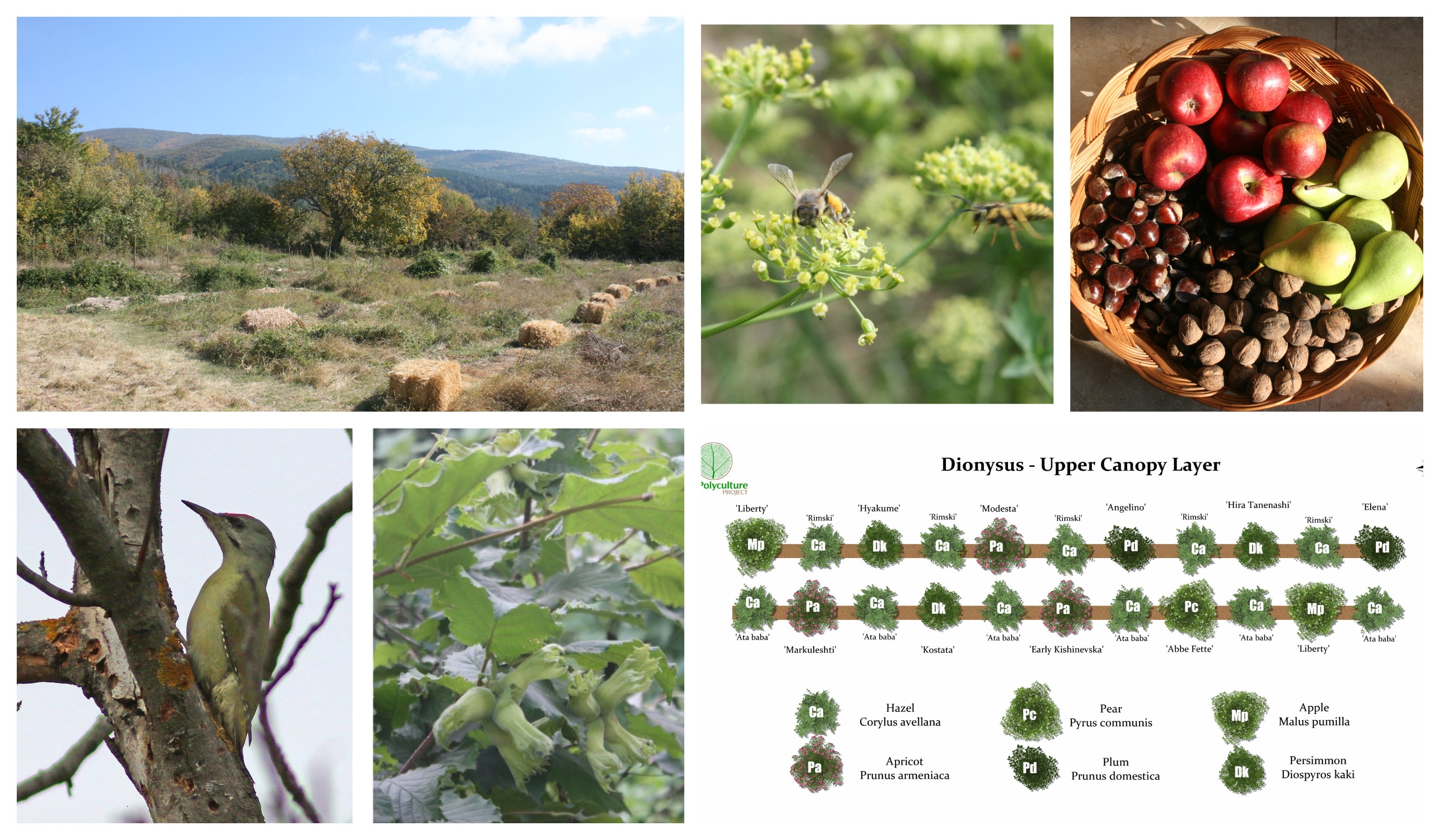 Balkan Ecology Project : Polyculture Profiles - Perennial Productive ...