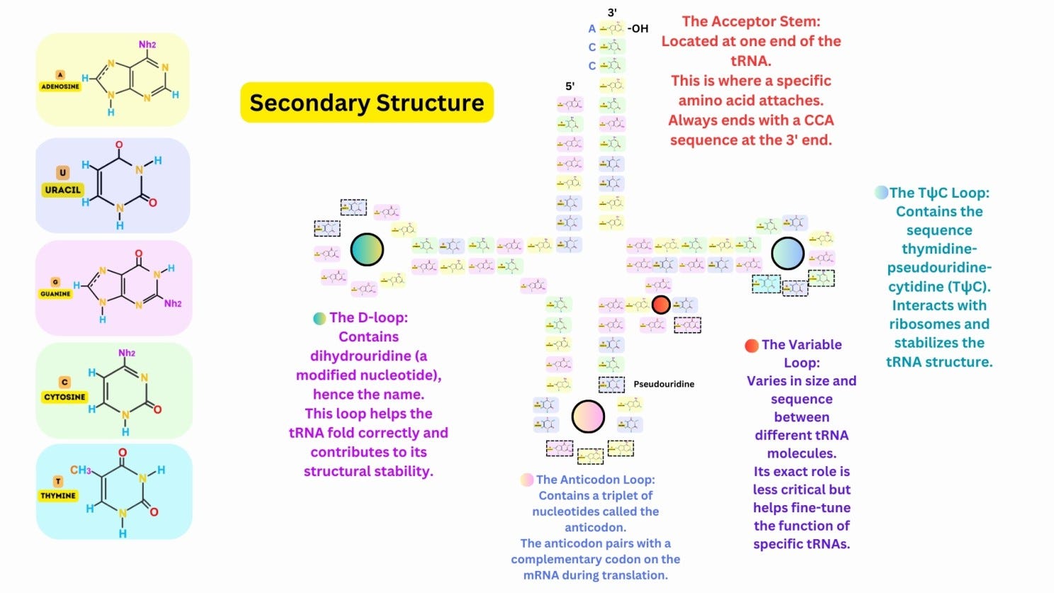 Synthetic tRNAs in Protein Engineering: Redefining Protein Structure ...