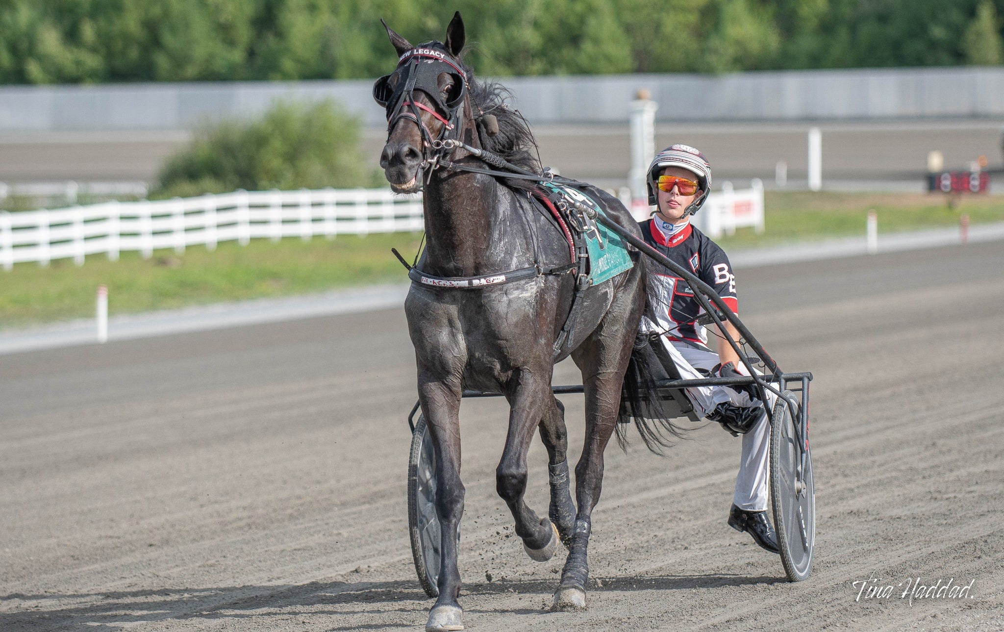 Horse Racing Fans | Substack