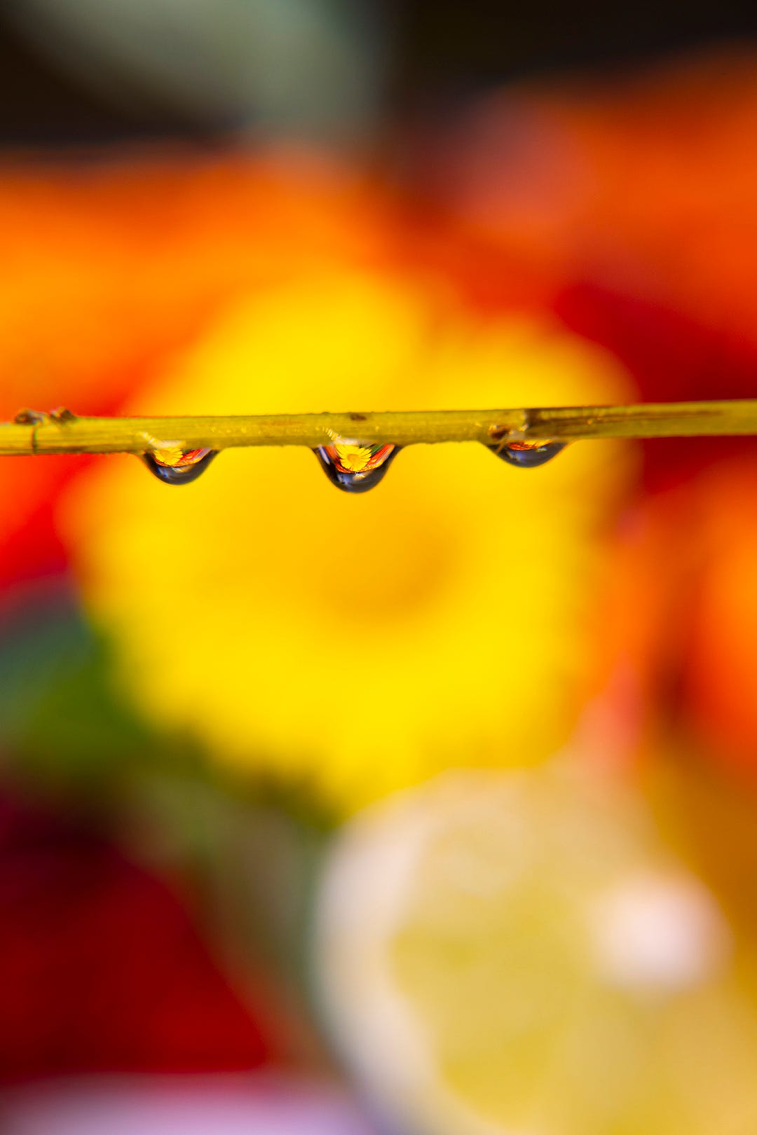 How to Set up your Sony Camera Correctly for Macro Photography