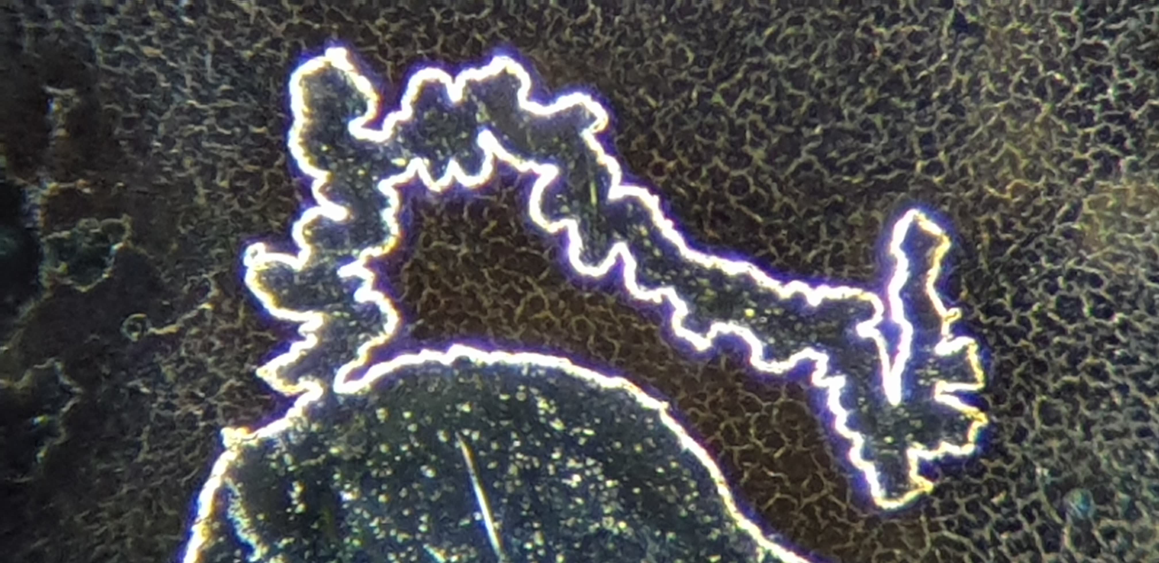 Nearly Wordless By Matt J A O B Matts Microscopy